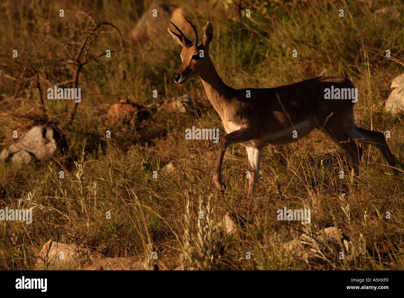 Mountain Reedbuck Redunca fulvonufula Male Photographed in wild Ithala ...