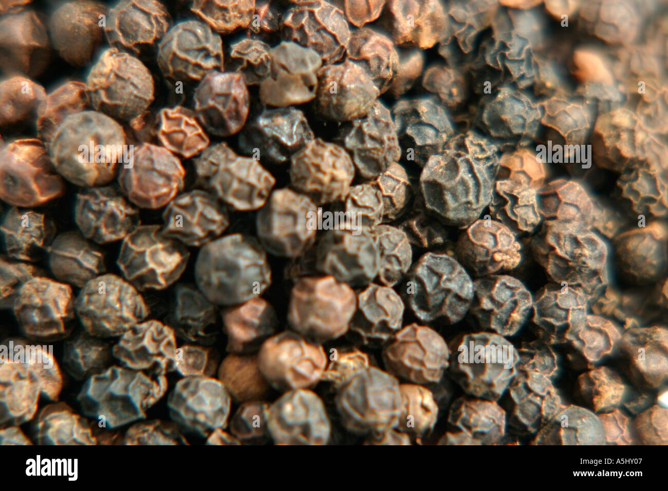 Black Pepper Seeds Piper nigrum Stock Photo - Alamy