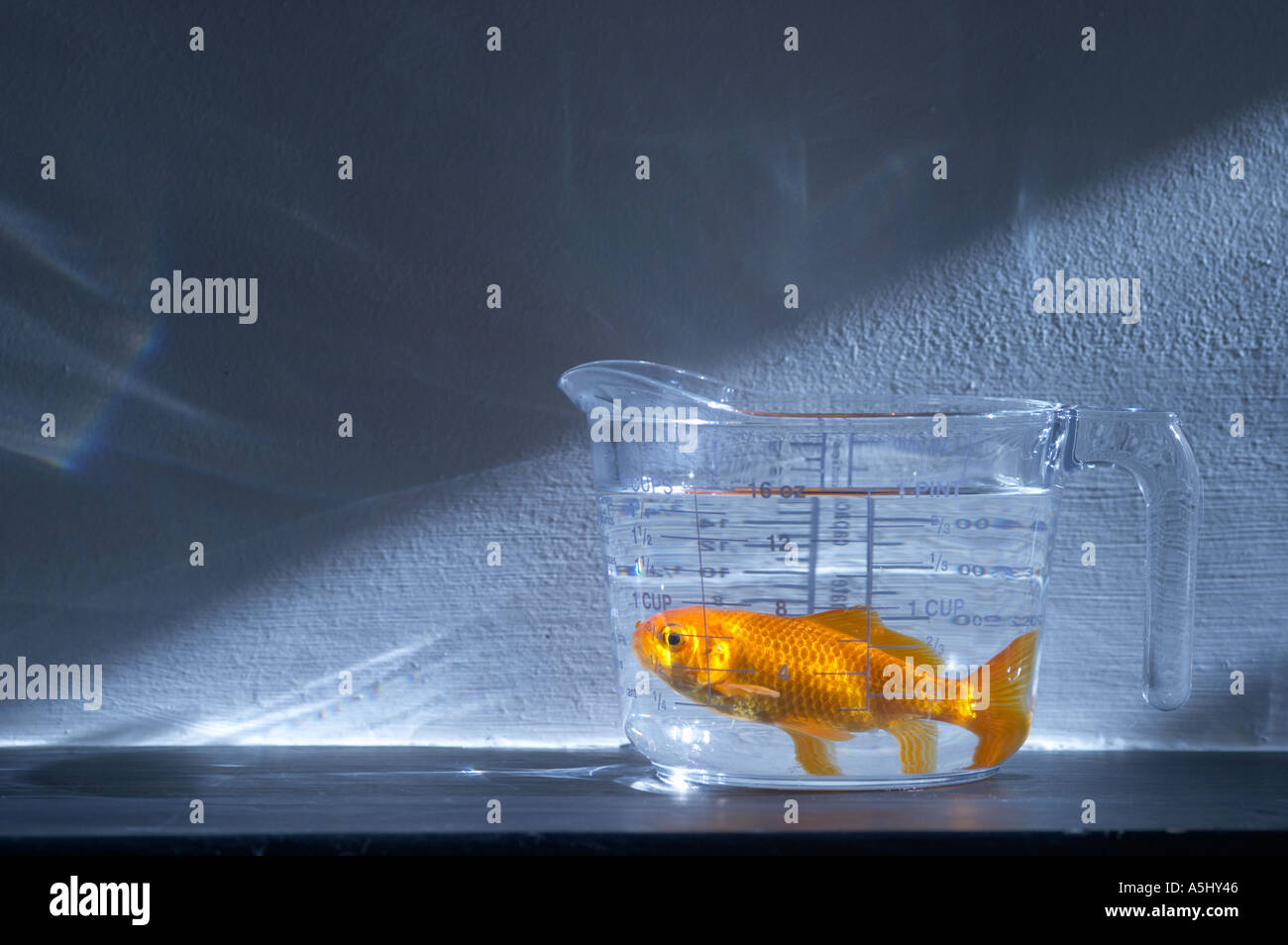 Orange goldfish in glass measuring jug Stock Photo - Alamy