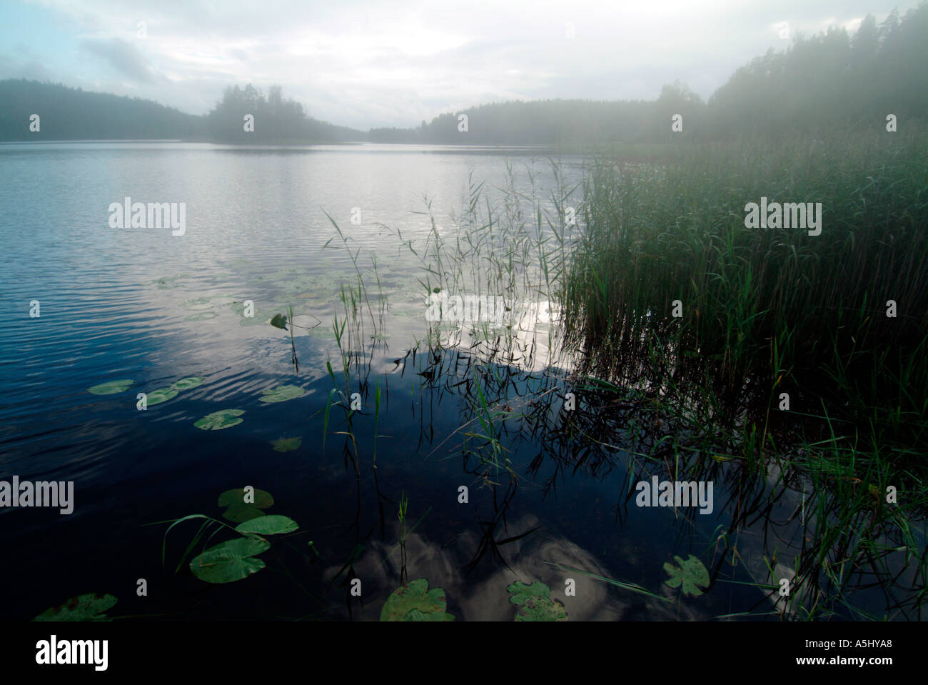 lakefront in mist in Finland Jaala region Kymen Lääni Stock Photo - Alamy
