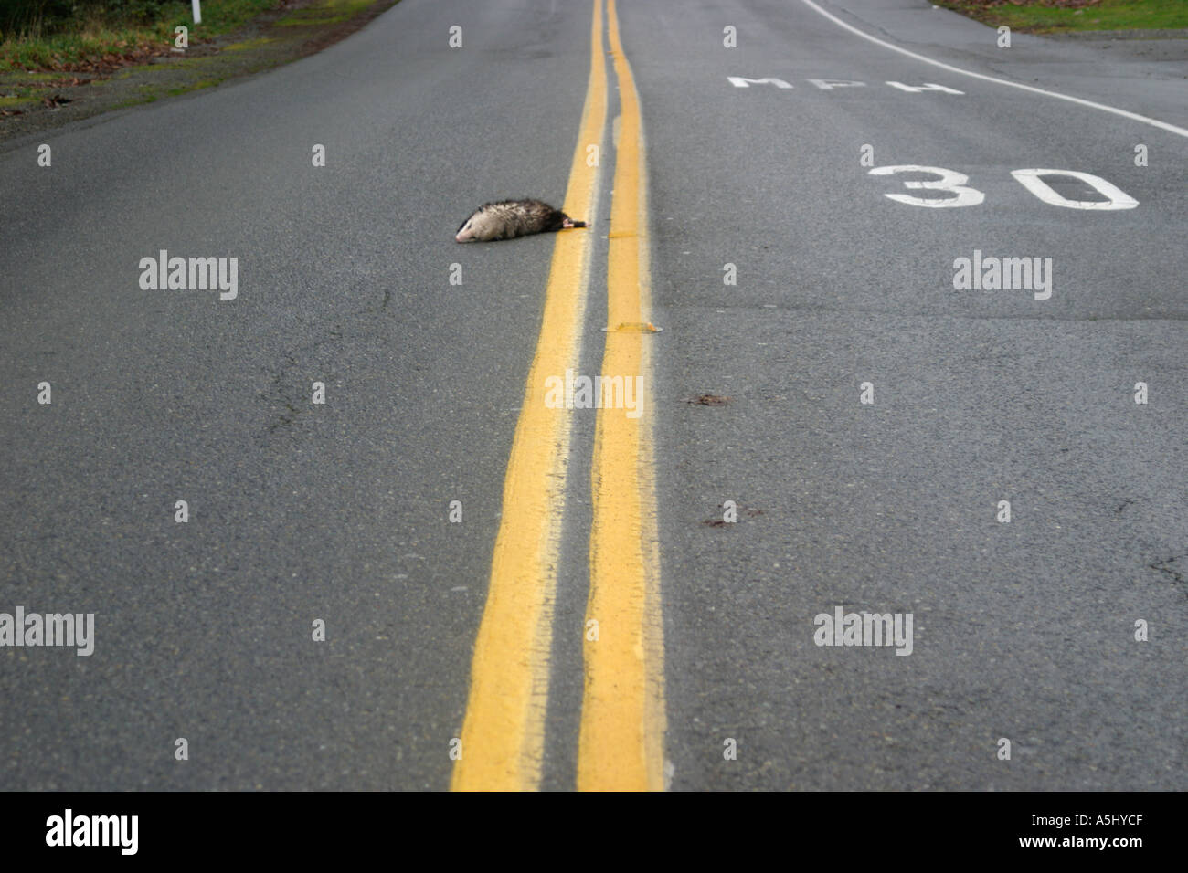 roadkill possum lying on roadway near yellow stripes and 30 mph Stock ...