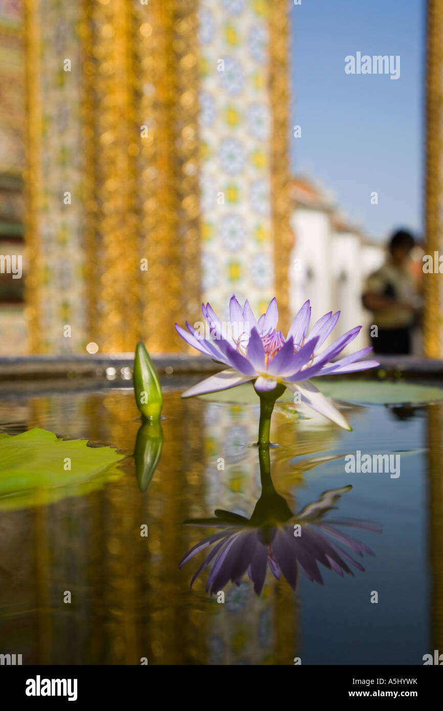 Temple buildings & decorations with sacred lotus flower reflected in ...