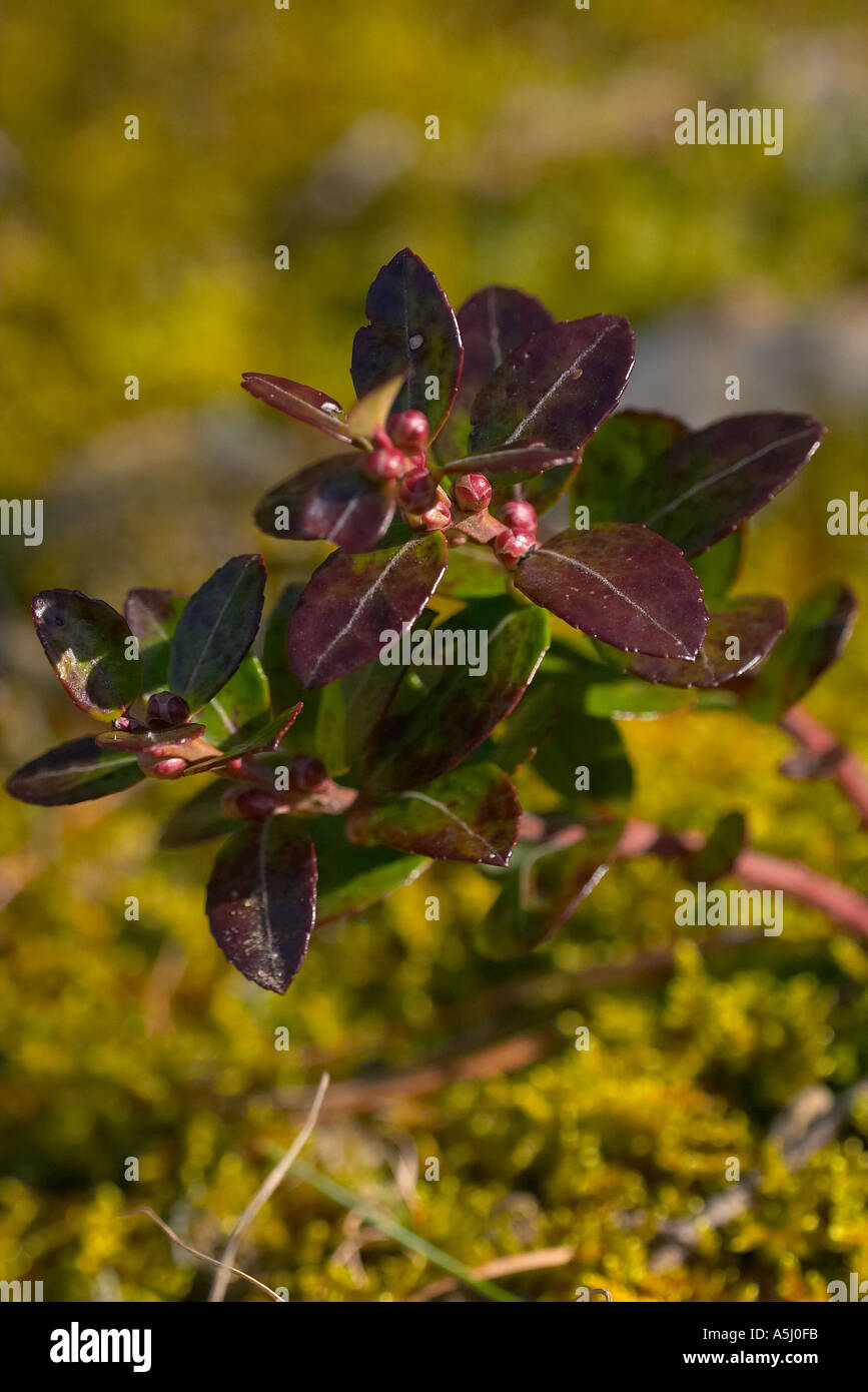 Evergreen huckleberry hi-res stock photography and images - Alamy