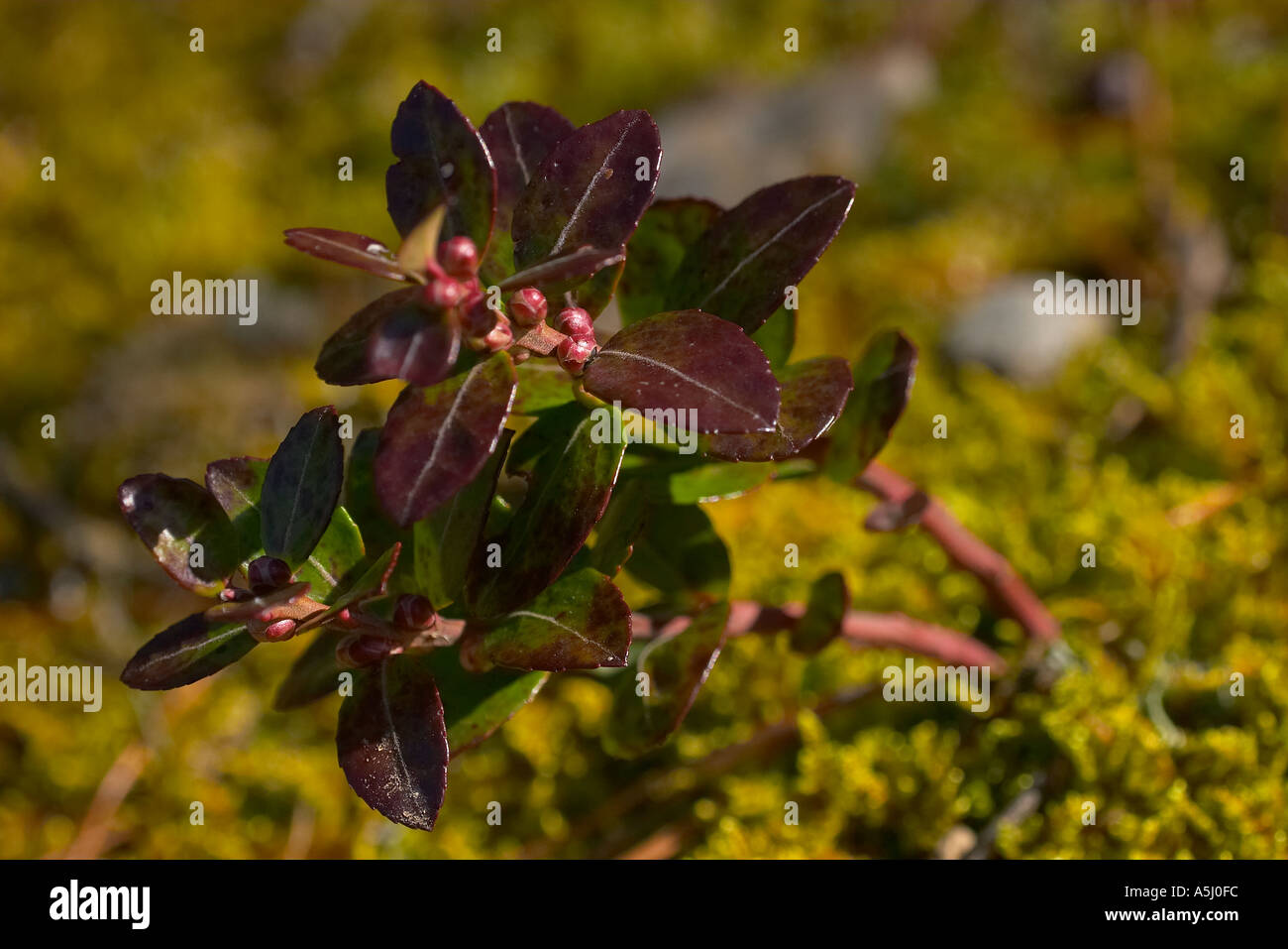 Evergreen huckleberry hi-res stock photography and images - Alamy