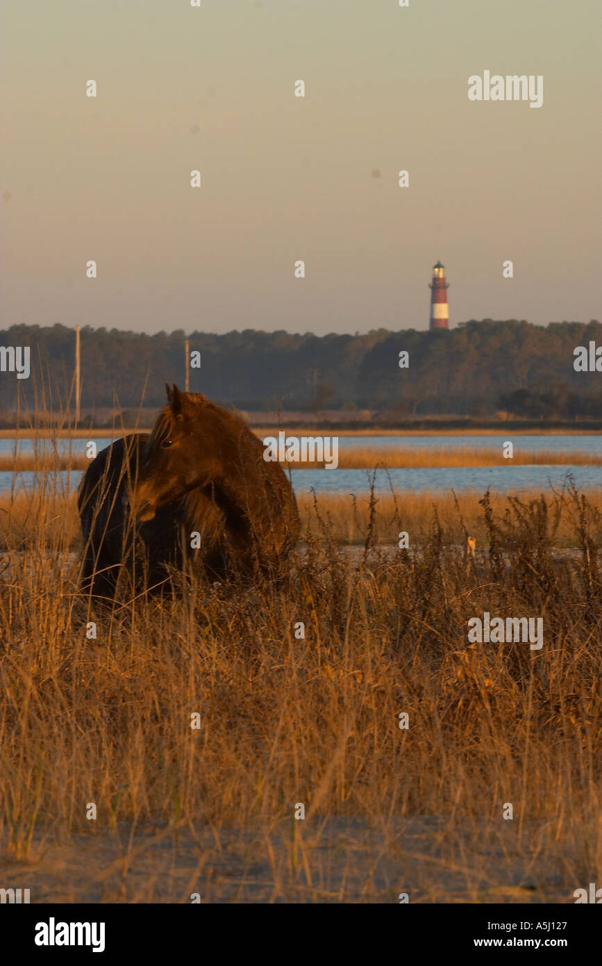 Wild beach pony Stock Photo - Alamy