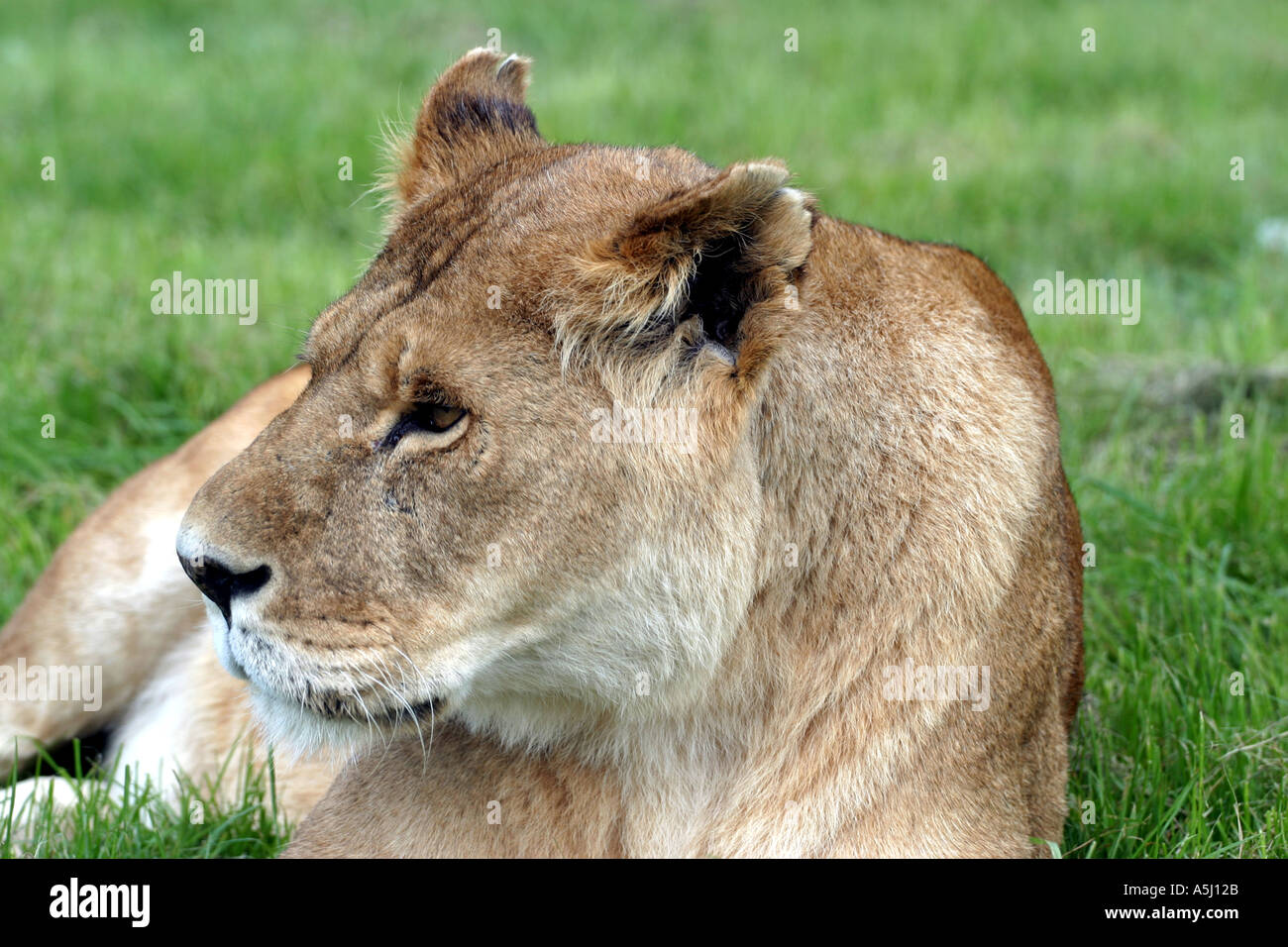Longleat lion hi-res stock photography and images - Alamy