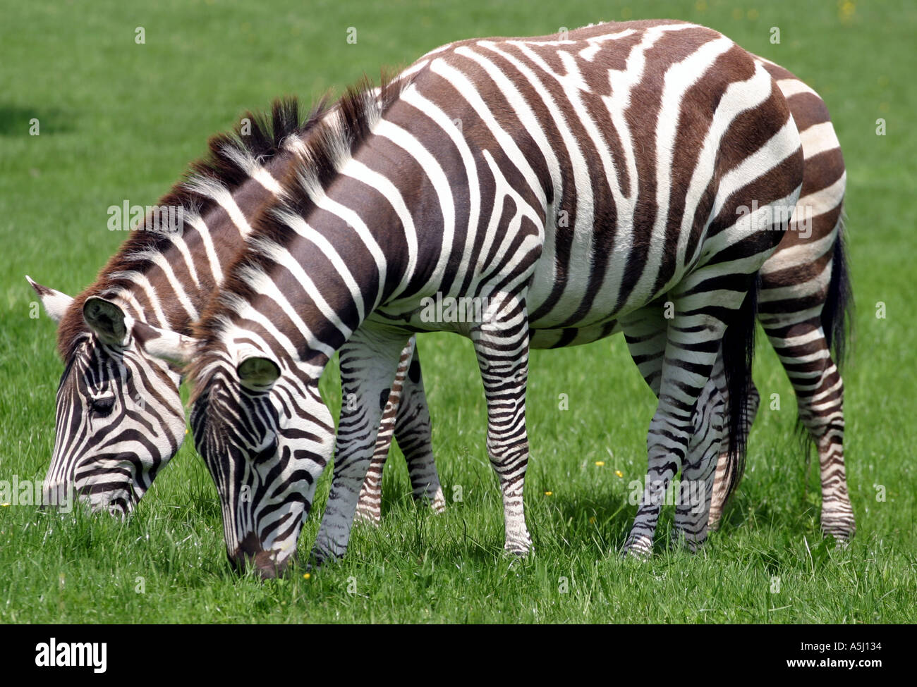 Zebra longleat hi-res stock photography and images - Alamy