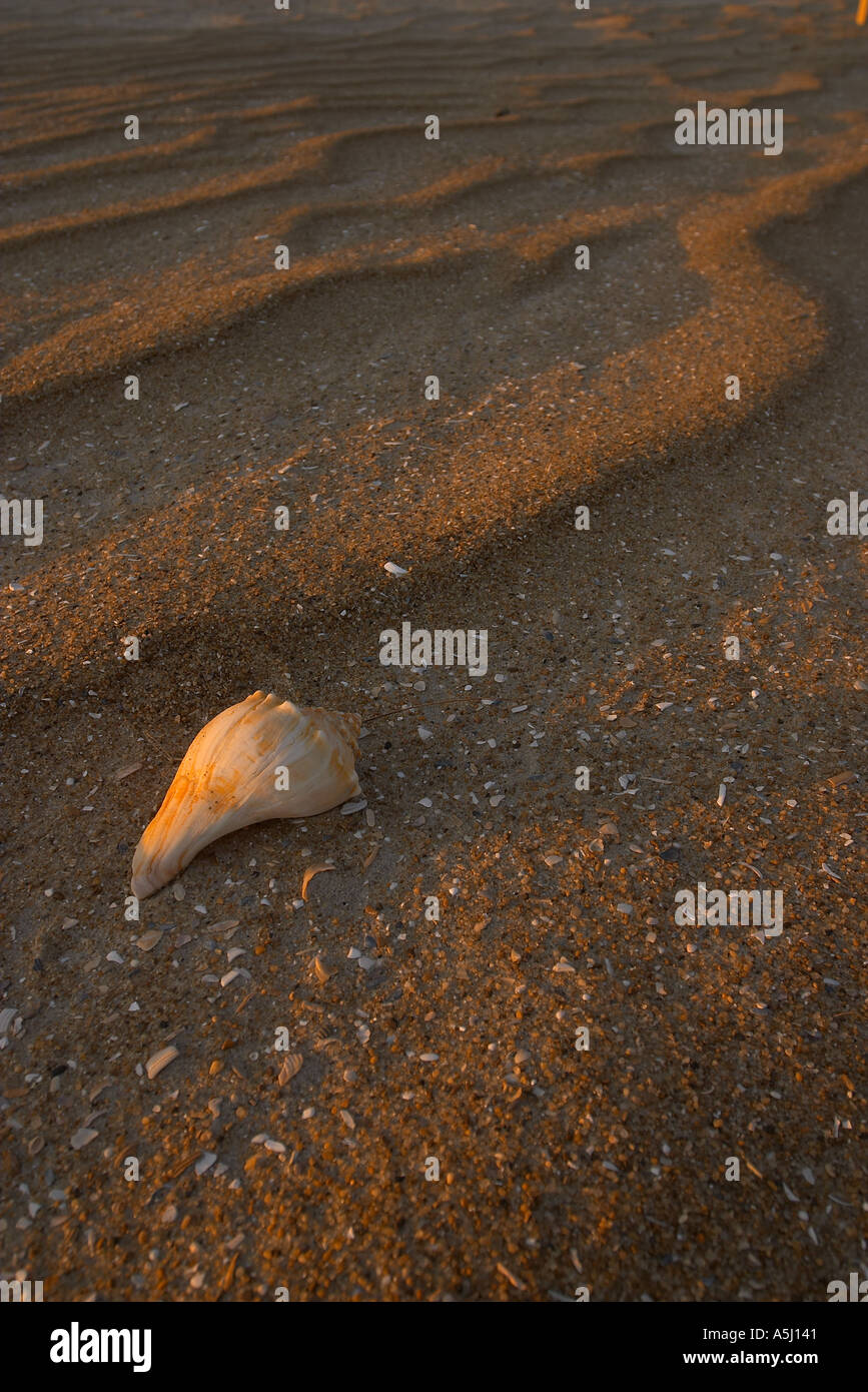 Rippled sand and shell Stock Photo - Alamy