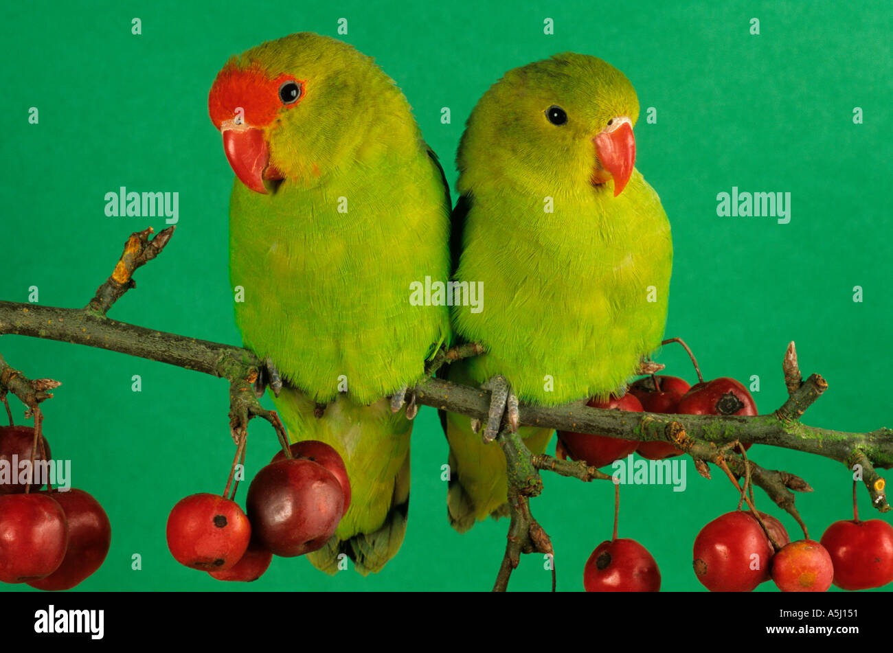 Abyssinian lovebirds hi-res stock photography and images - Alamy