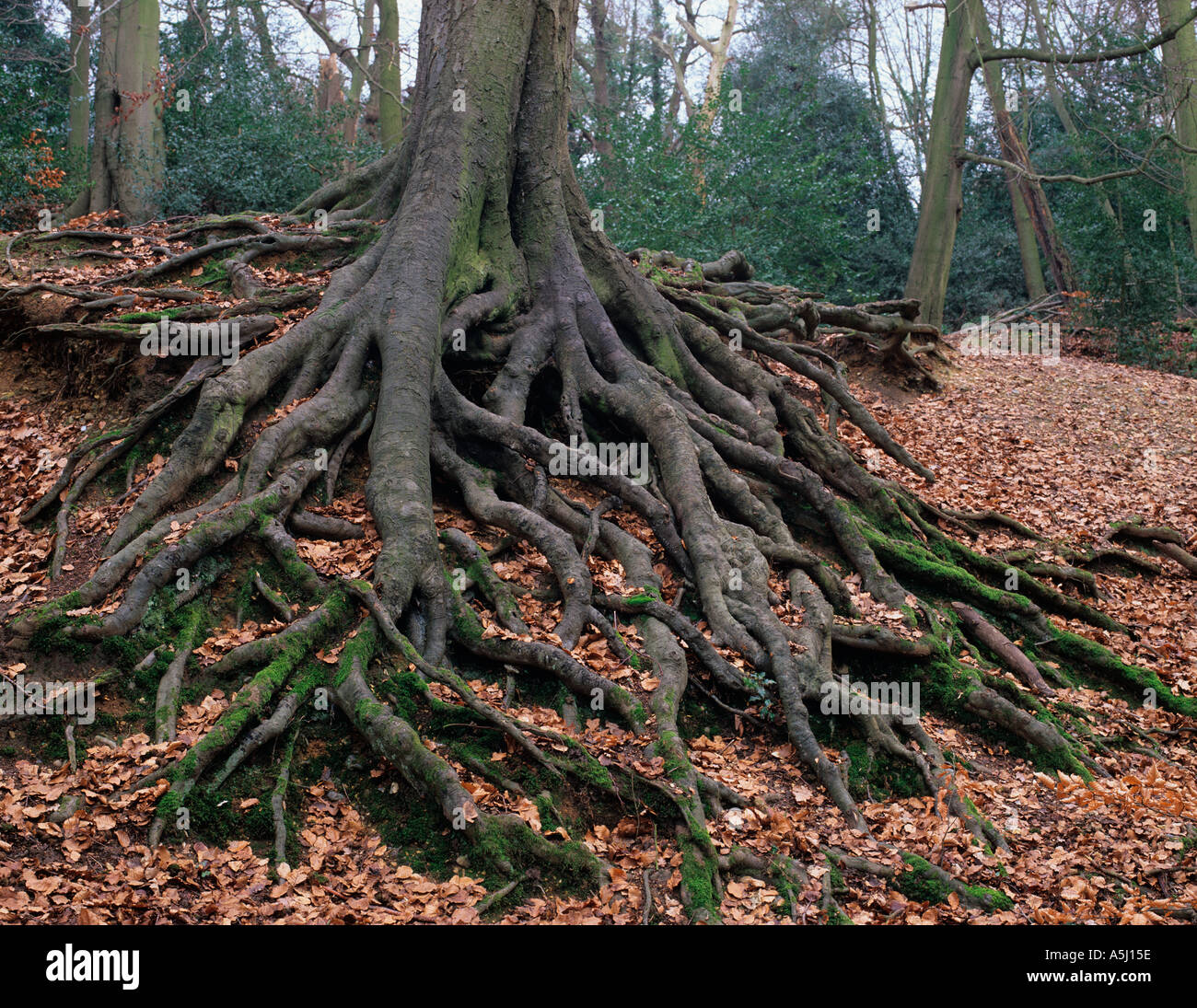 Beech Roots Burnham Beeches Stock Photo - Alamy