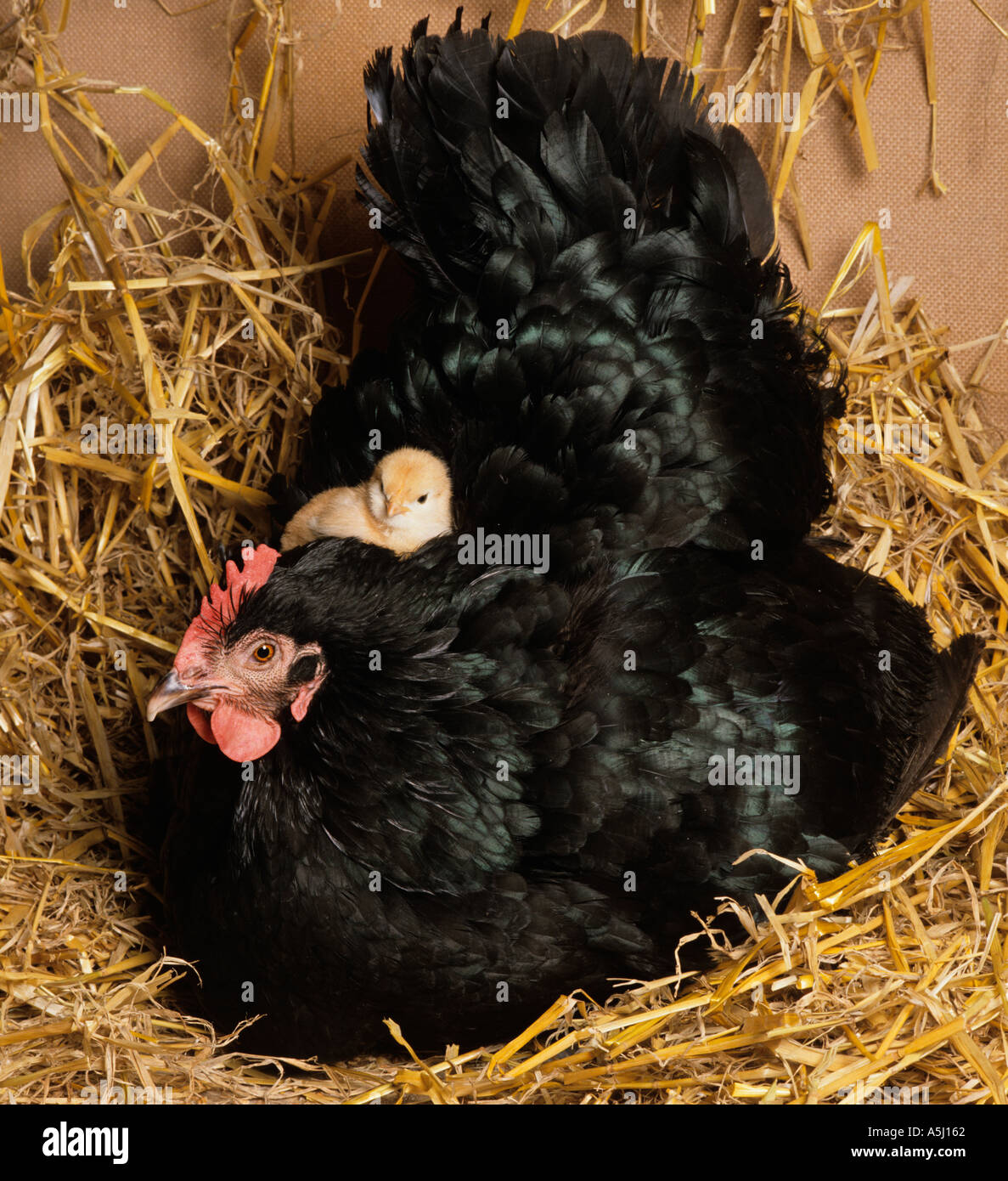 Black Hen with Yellow Chick Stock Photo - Alamy