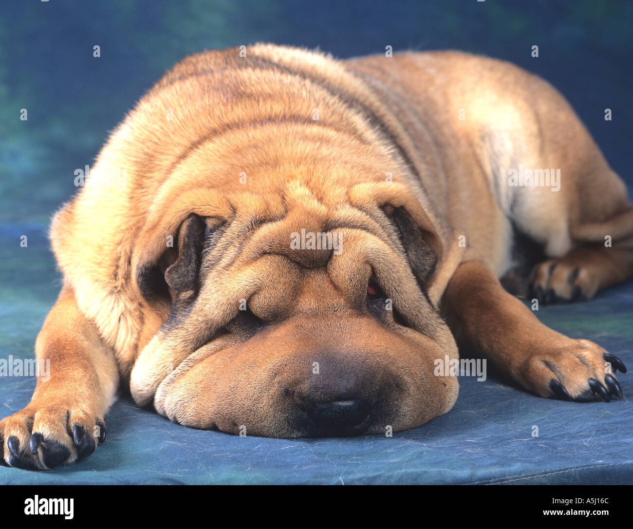 The Shar Pei dog portrait Stock Photo - Alamy