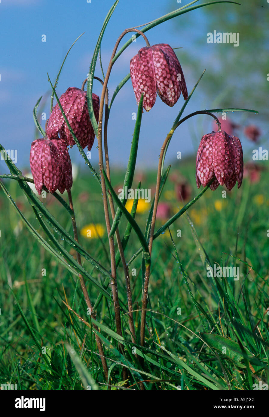 Fritillaria meleagris growing meadow hi-res stock photography and ...