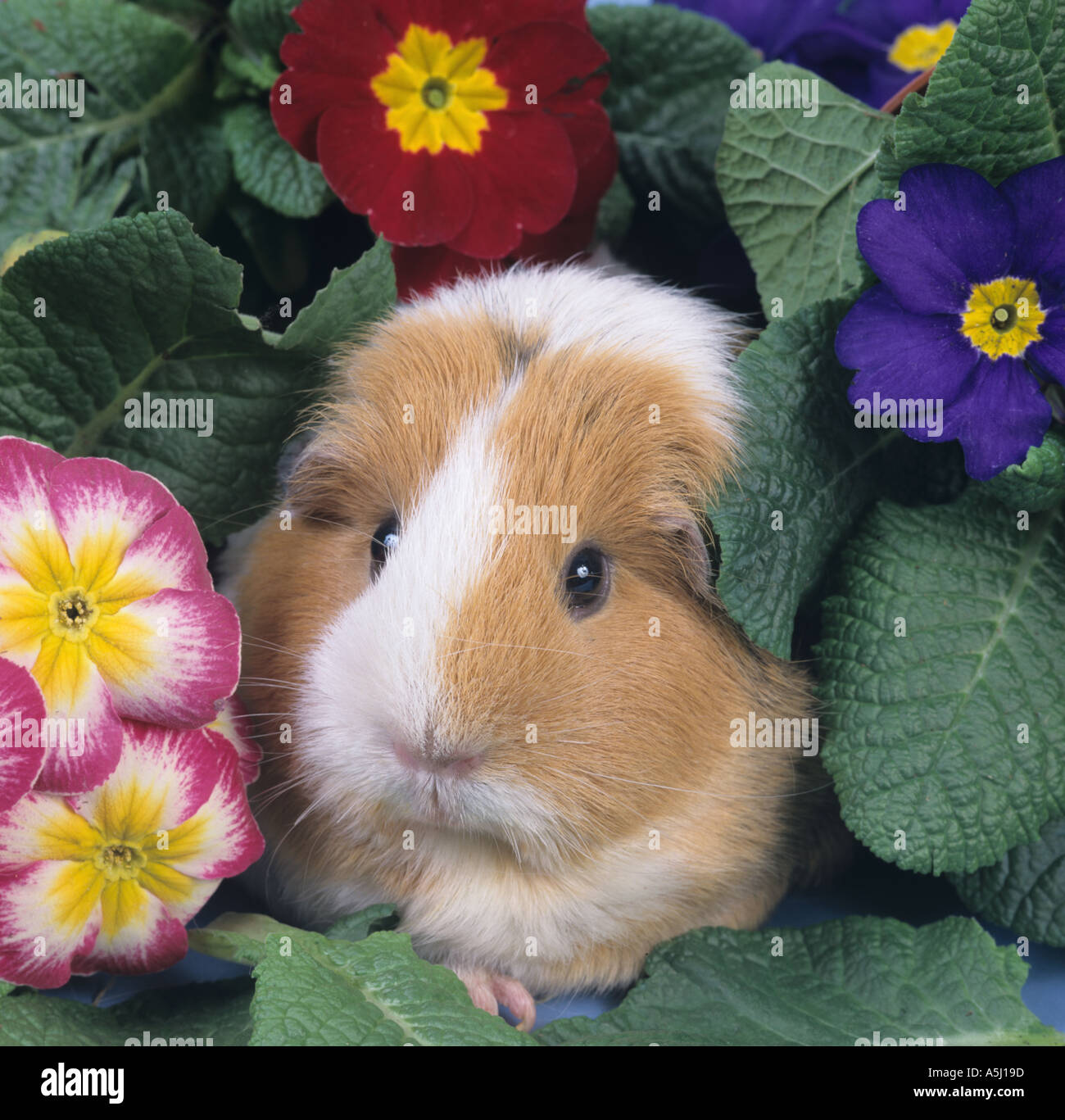 Pet Dutch Guinea Pig polyanthus flowers Stock Photo - Alamy