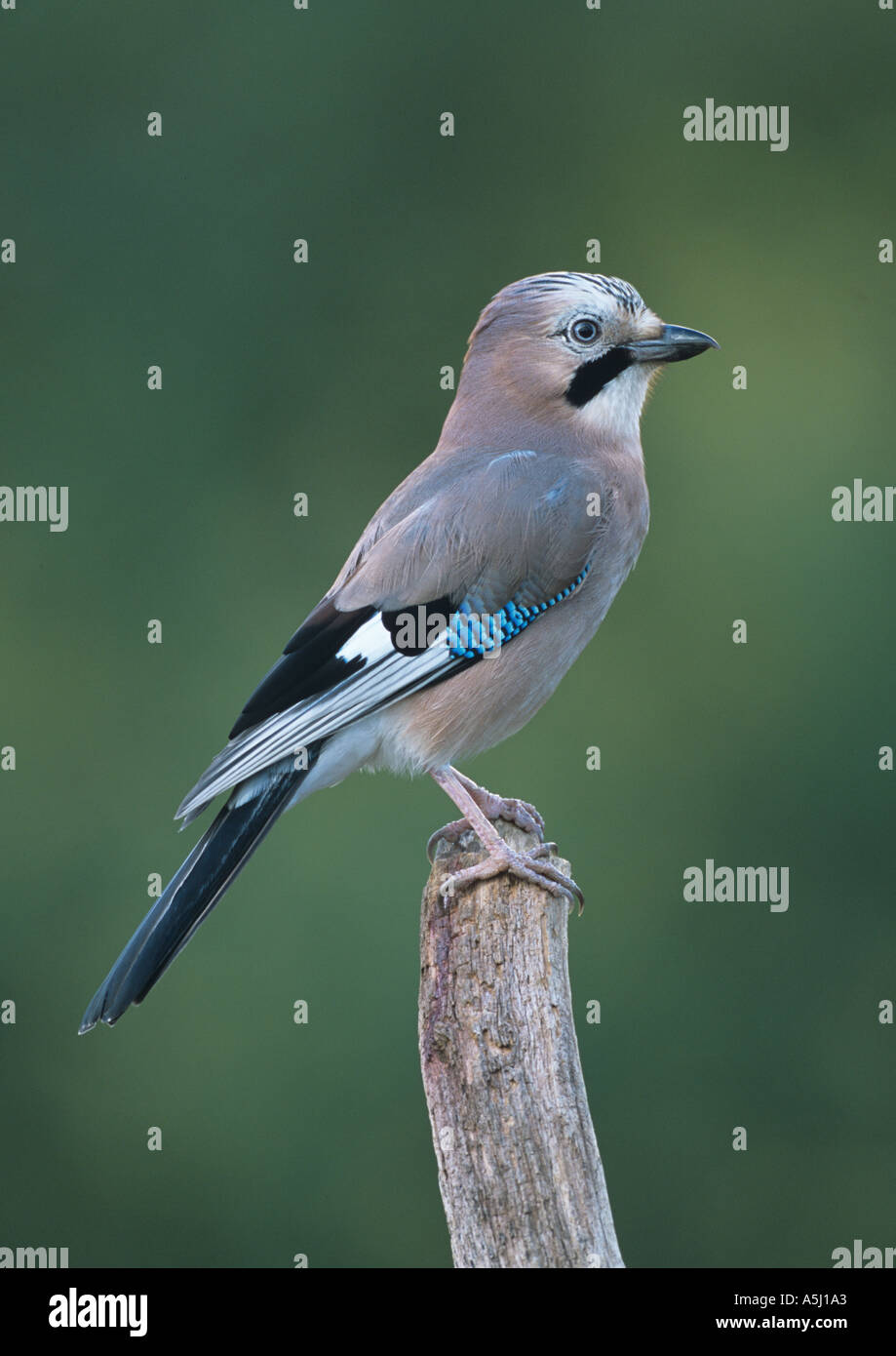 Dead blue jay hi-res stock photography and images - Alamy