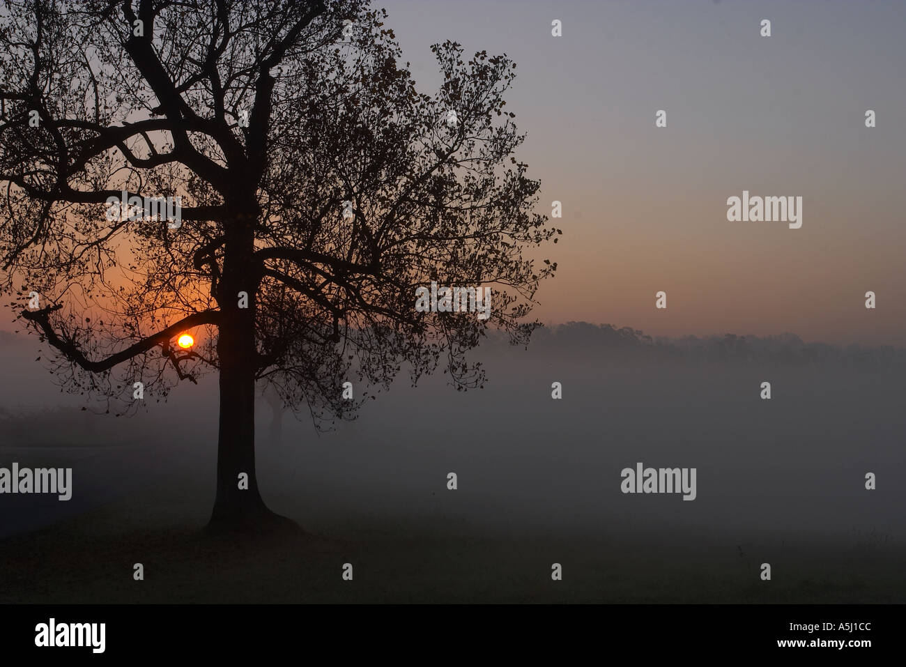 Hickory silhouette hi-res stock photography and images - Alamy