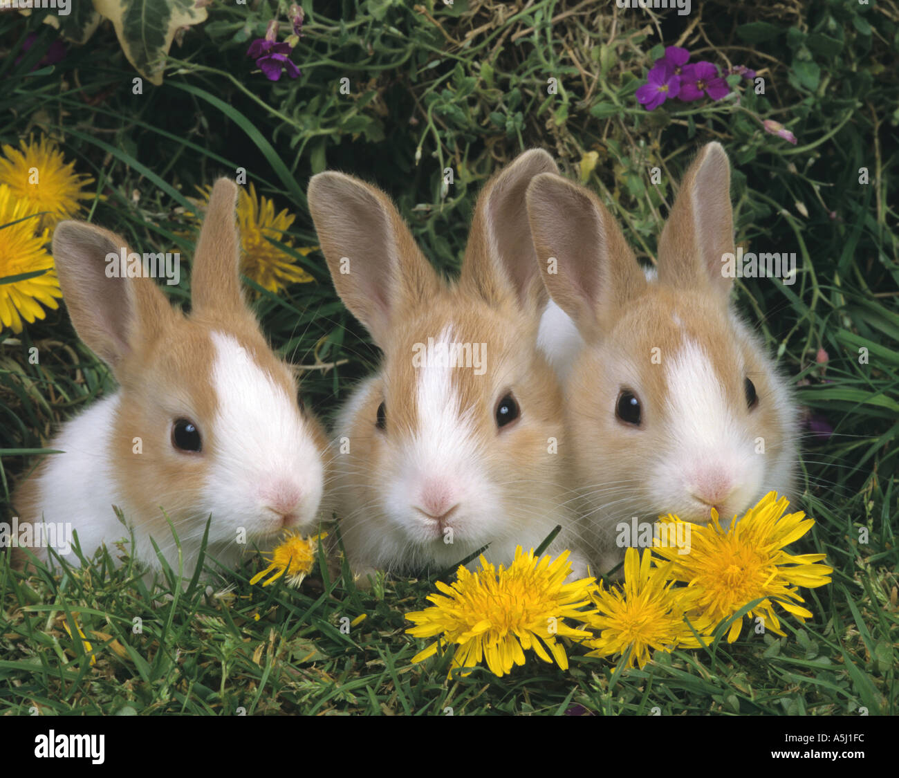Young Dutch Rabbits Stock Photo - Alamy