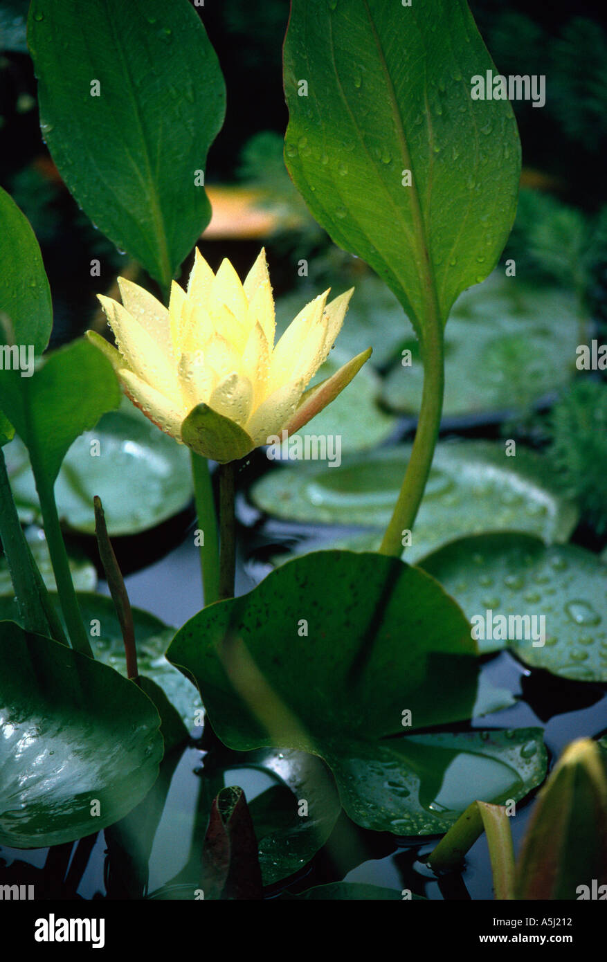 Yellow Water Lily Stock Photo - Alamy