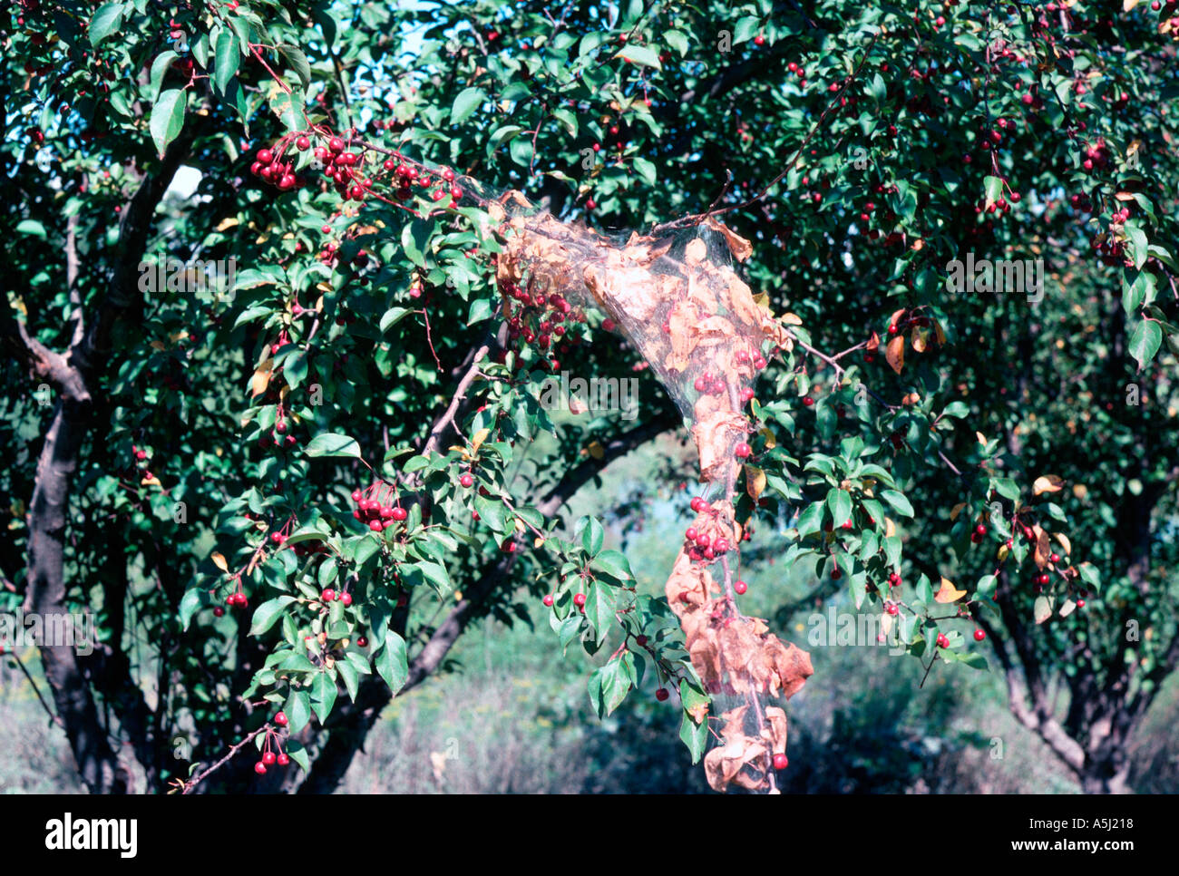 Fall web worm hi-res stock photography and images - Alamy