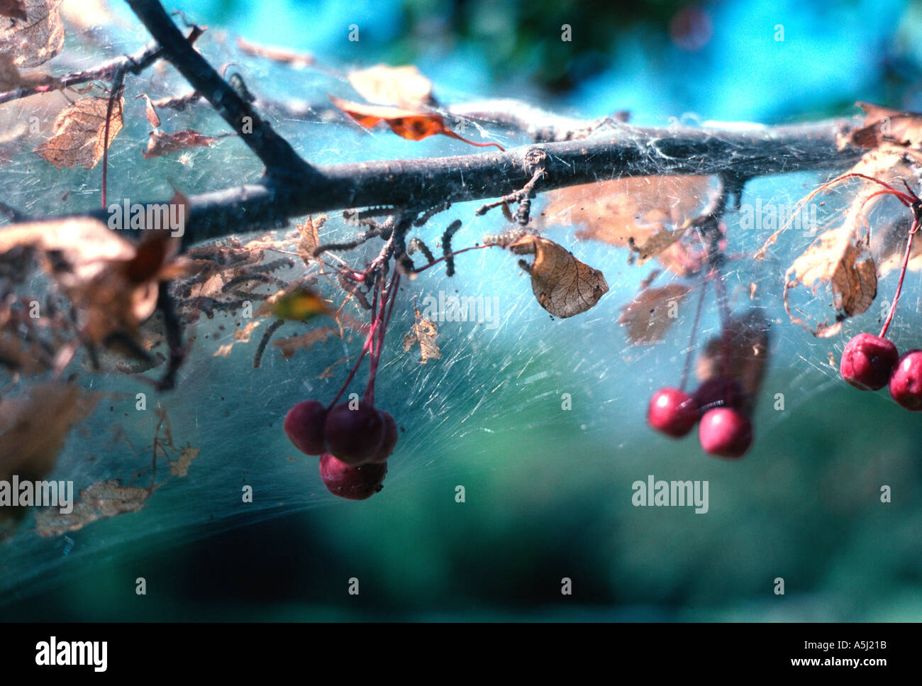 Fall Webworm infestation on Crabapple Tree Stock Photo - Alamy