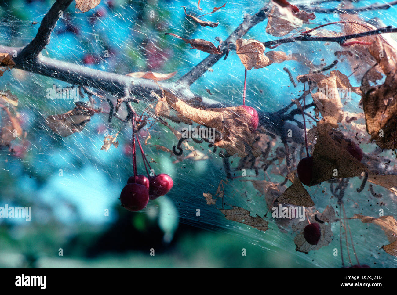 Fall Webworm infestation on Crabapple Tree Stock Photo - Alamy