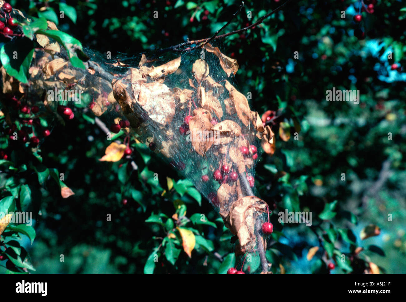 Fall Webworm infestation on Crabapple Tree Stock Photo - Alamy