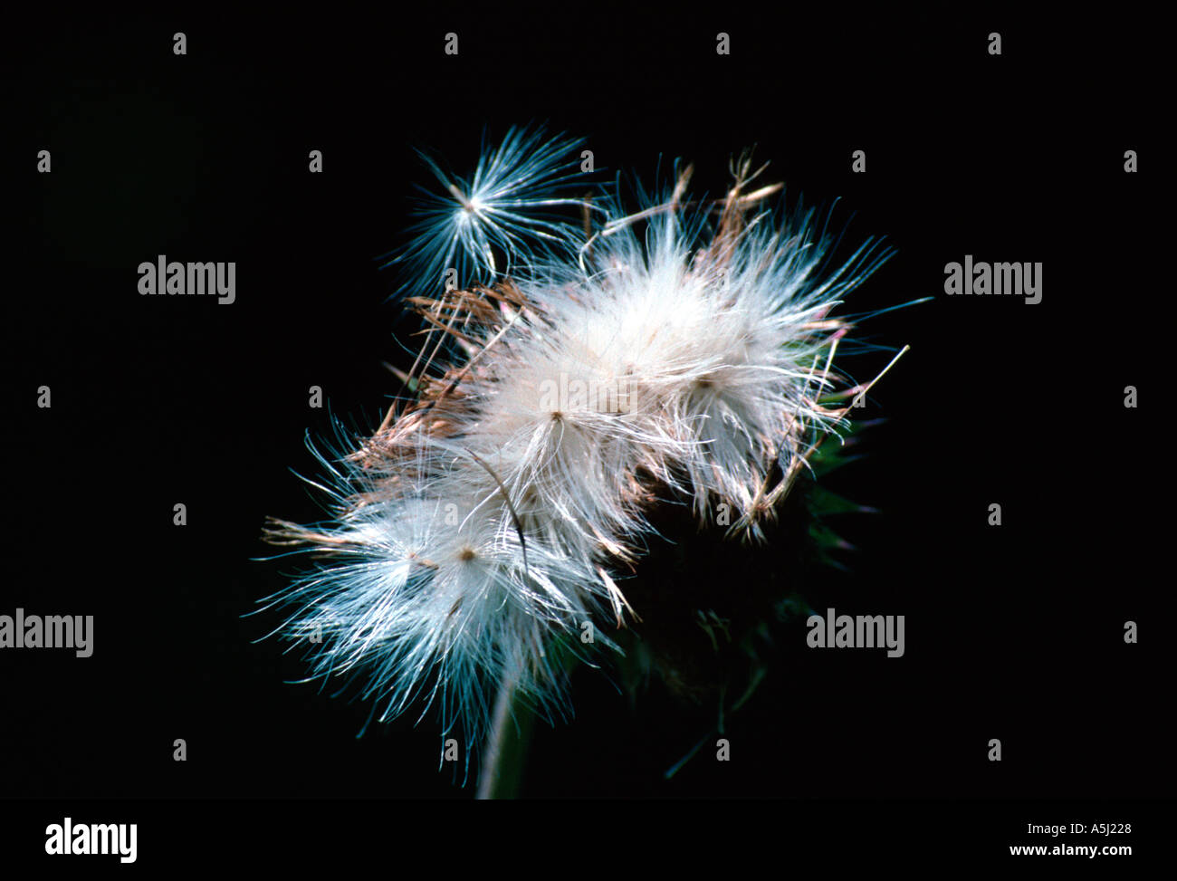 Musk Thistle Seedhead Stock Photo - Alamy