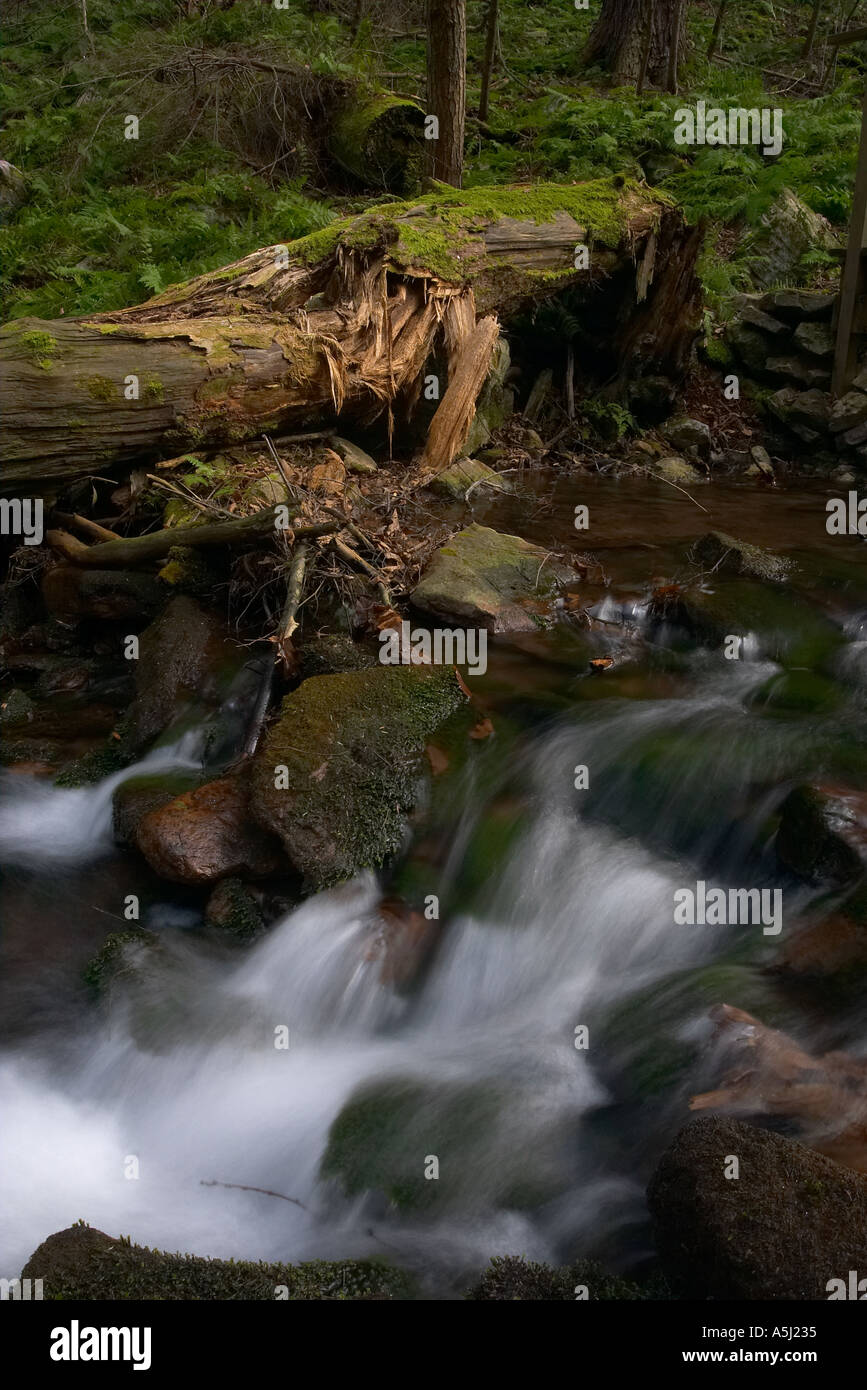 Hemlock forest natural area Pennsylvania Stock Photo - Alamy