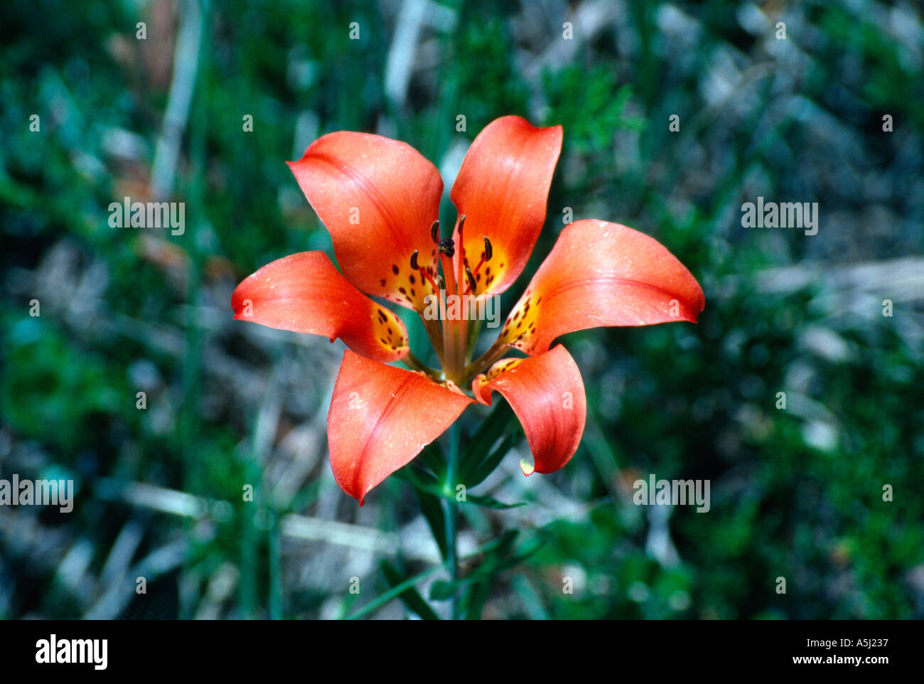Prairie lily hi-res stock photography and images - Alamy
