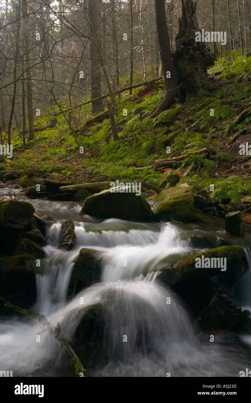 Hemlock forest natural area Pennsylvania Stock Photo - Alamy
