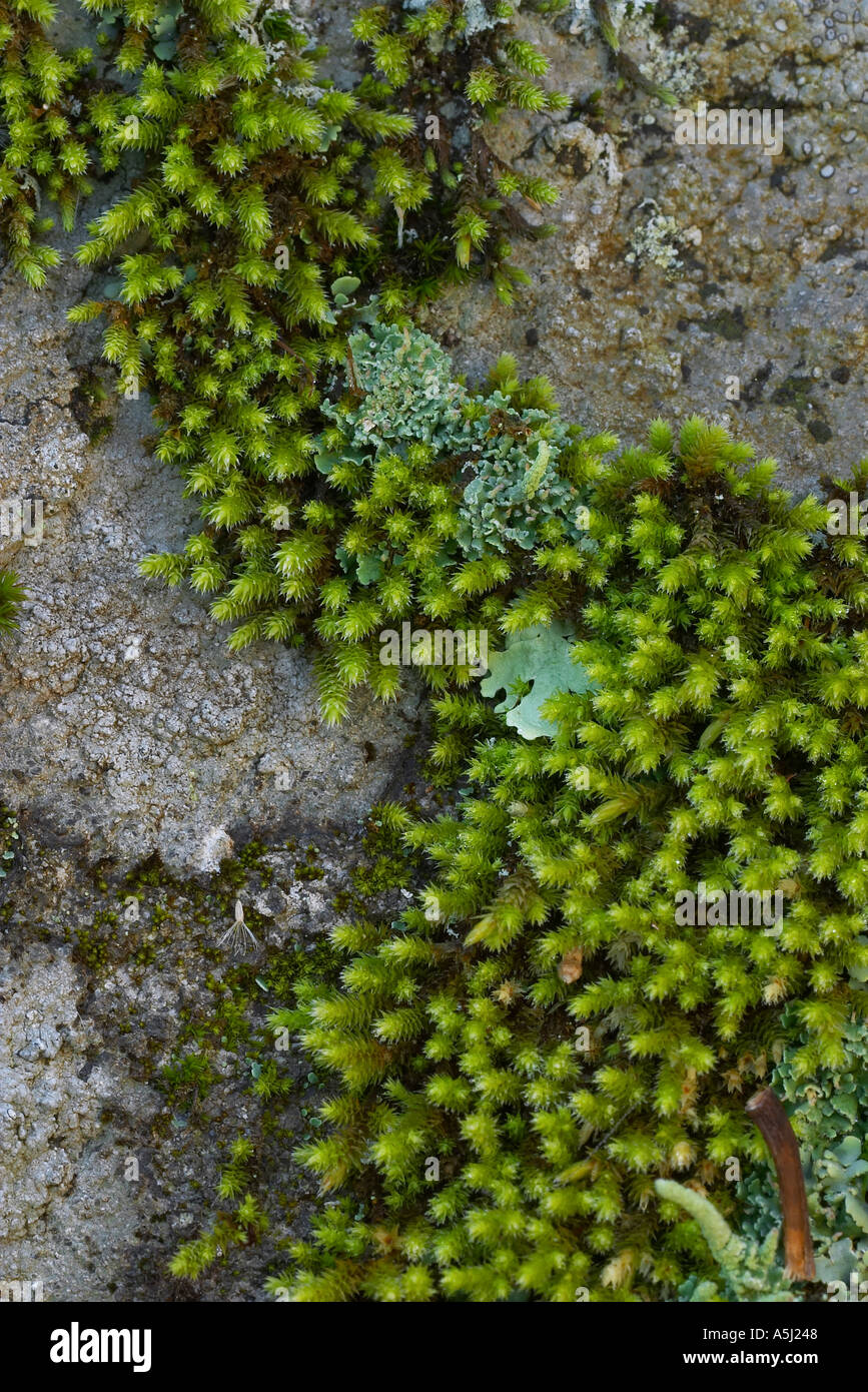 Lichen dyes hi-res stock photography and images - Alamy