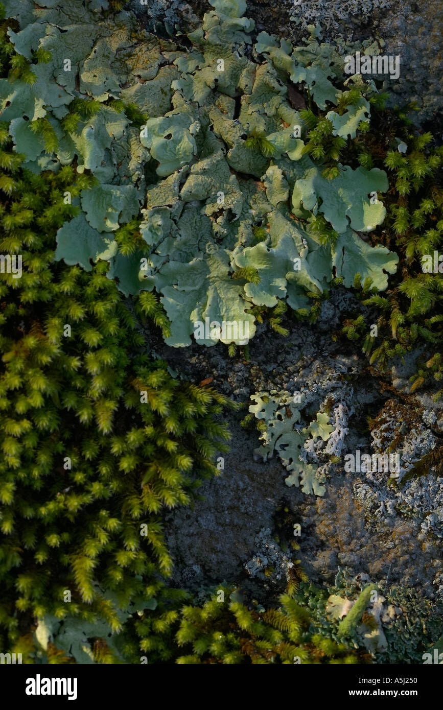 Lichen dyes hi-res stock photography and images - Alamy