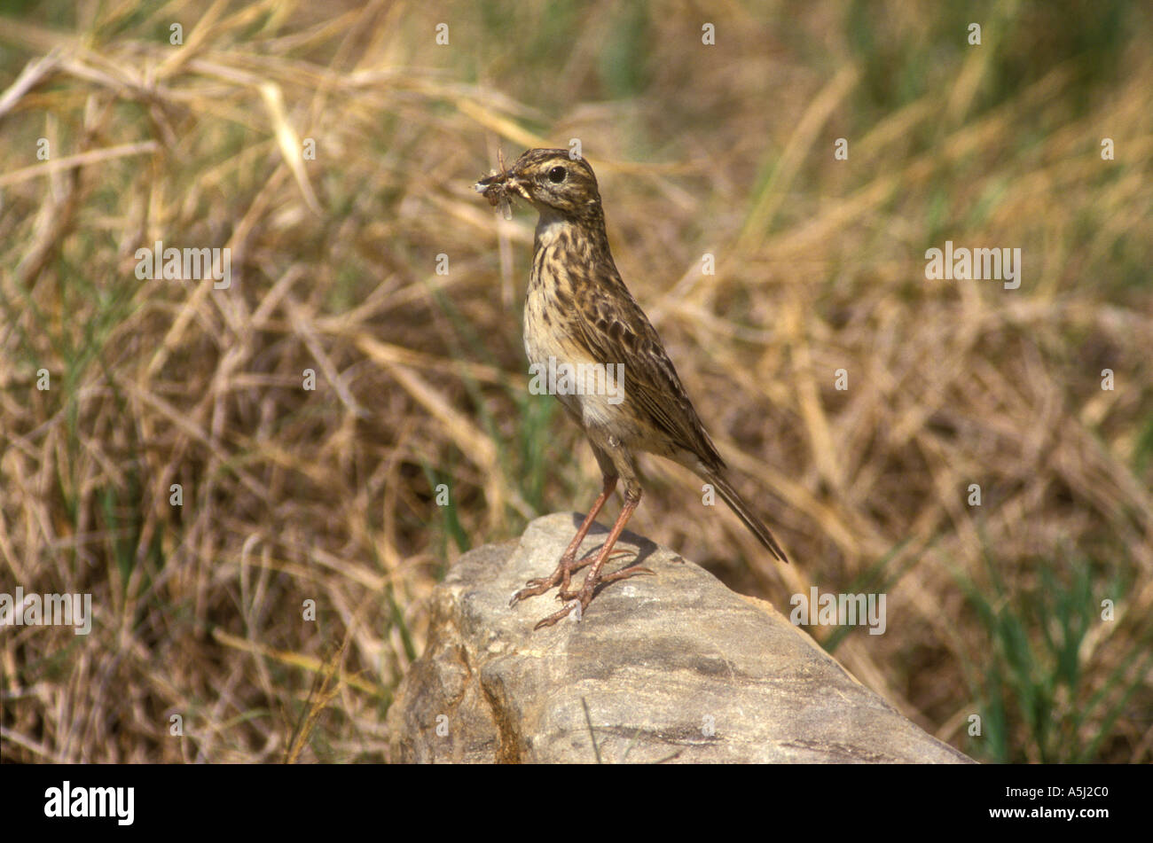 AUSTRALIAN PIPIT Anthus novaeseelandia Stock Photo - Alamy