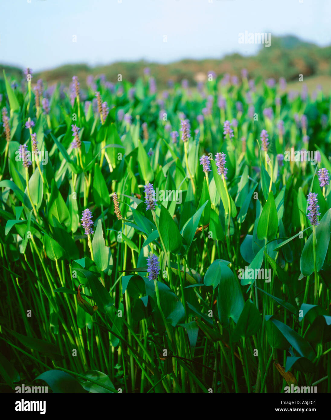 Aquatic weed hi-res stock photography and images - Alamy