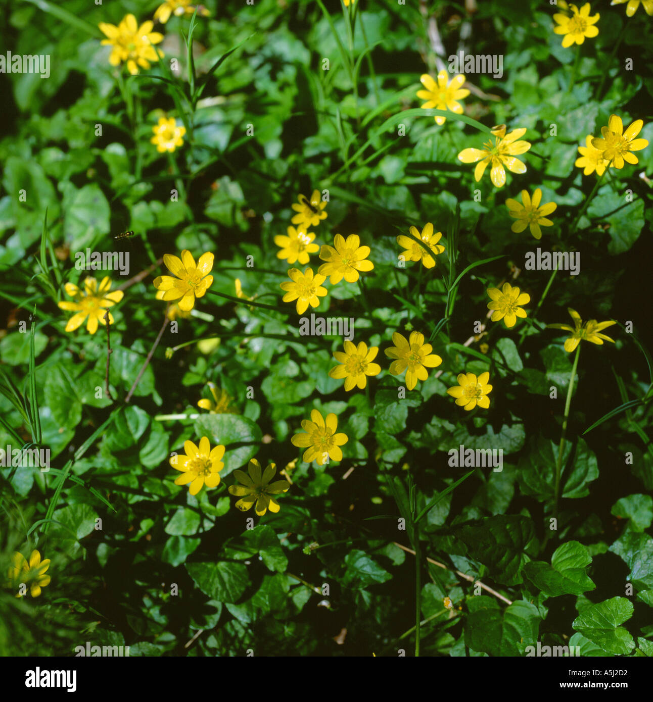 Celandine uk new forest hi-res stock photography and images - Alamy