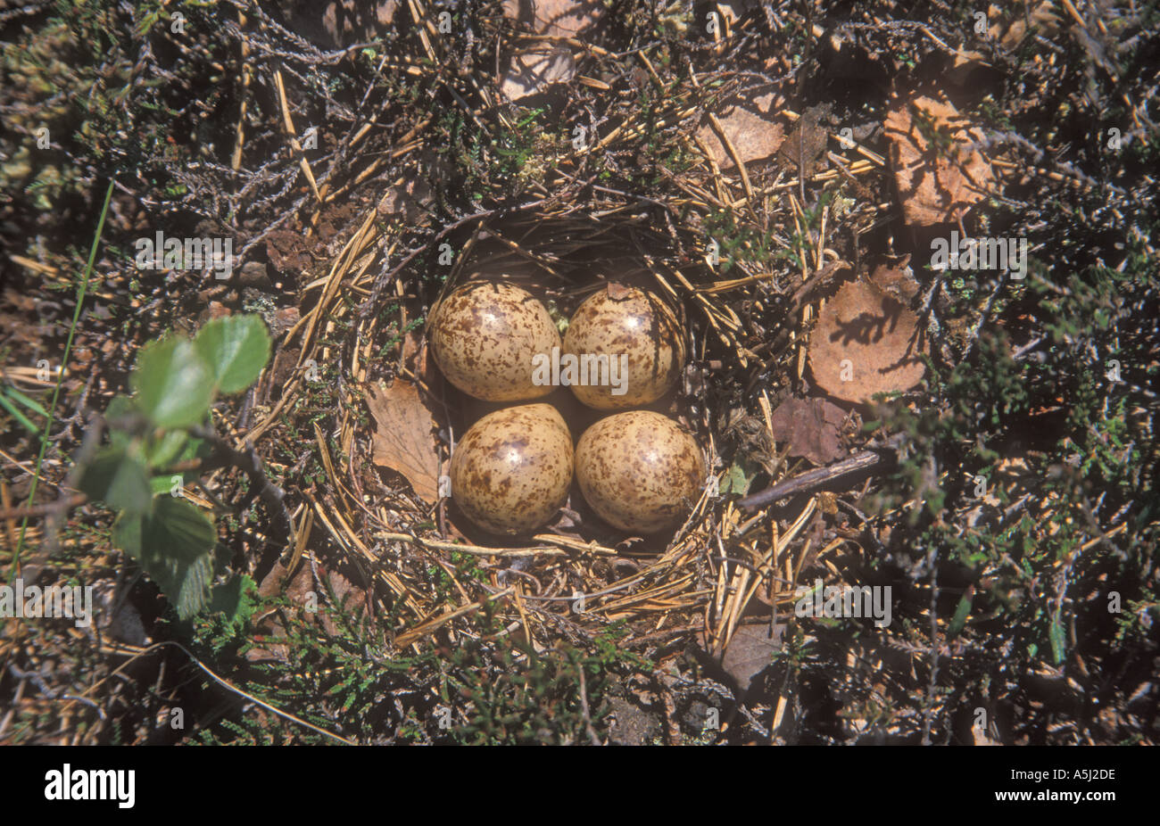 Common sandpiper eggs hi-res stock photography and images - Alamy