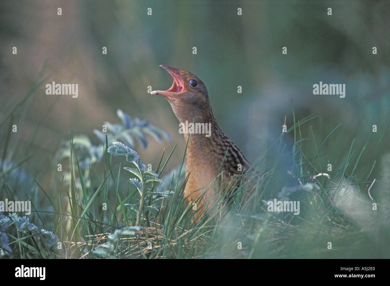 Corncrake uk hi-res stock photography and images - Alamy