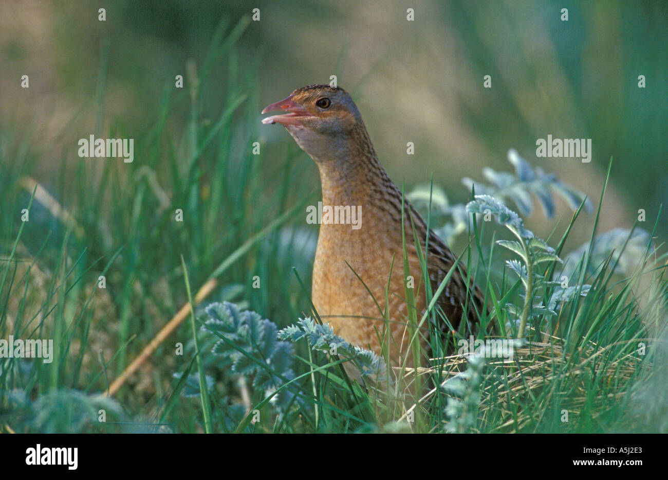 Crex hi-res stock photography and images - Alamy