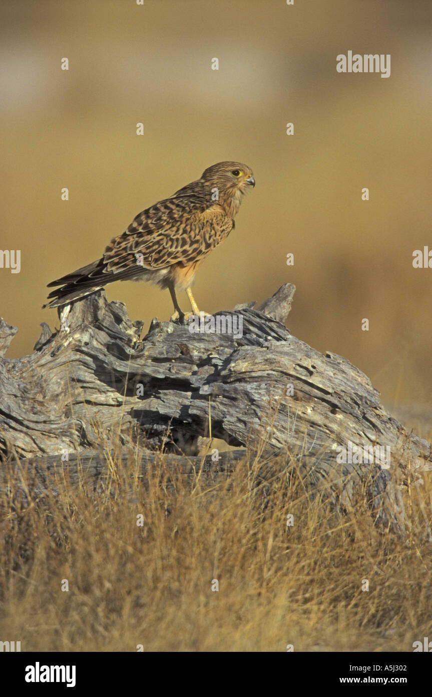GREAT KESTREL Falco rupicoloides Stock Photo - Alamy