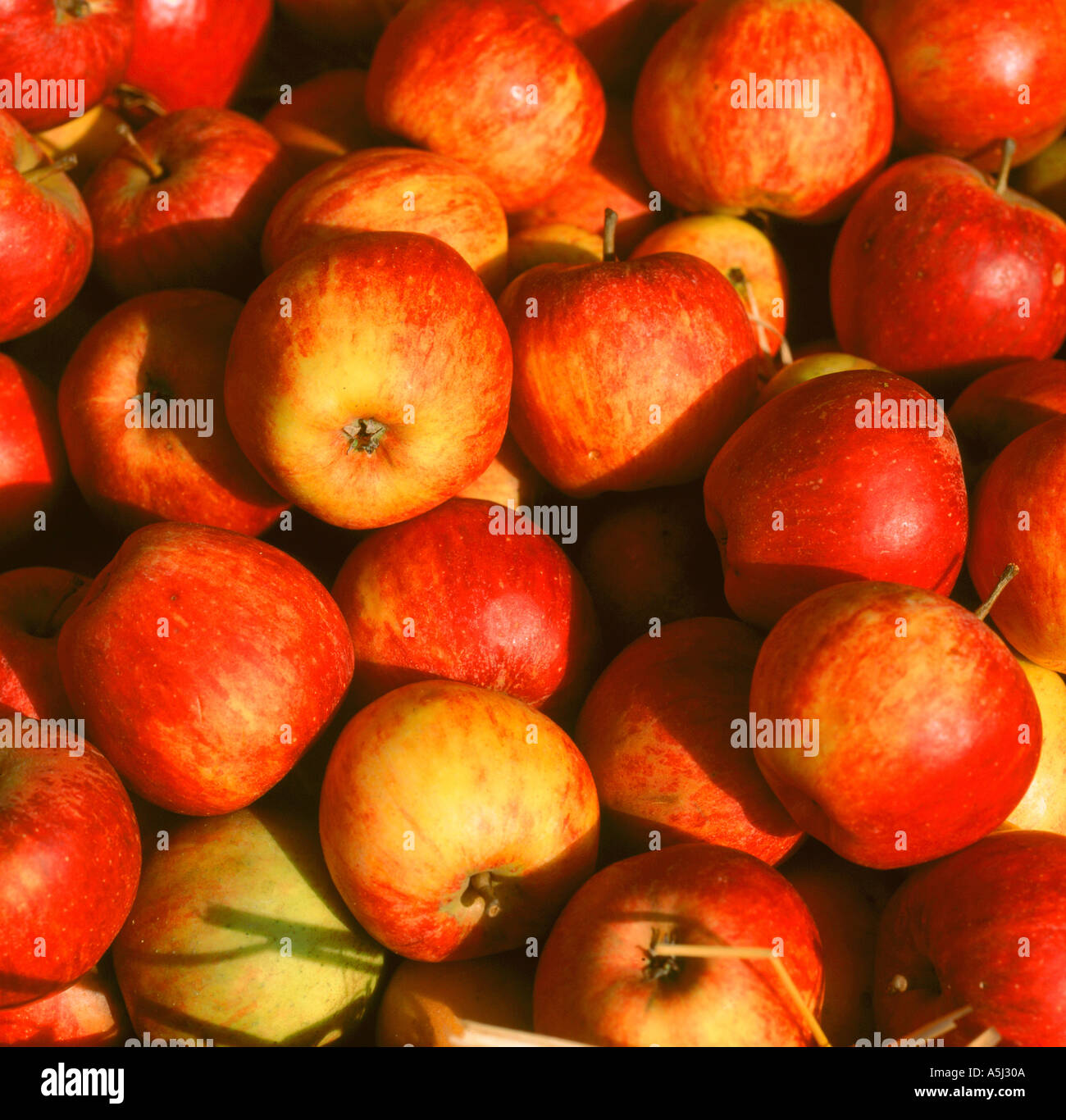 English varieties hi-res stock photography and images - Alamy