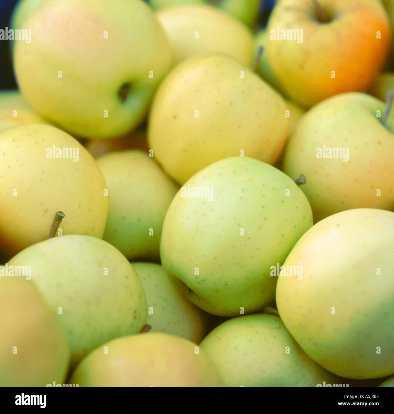 English varieties hi-res stock photography and images - Alamy