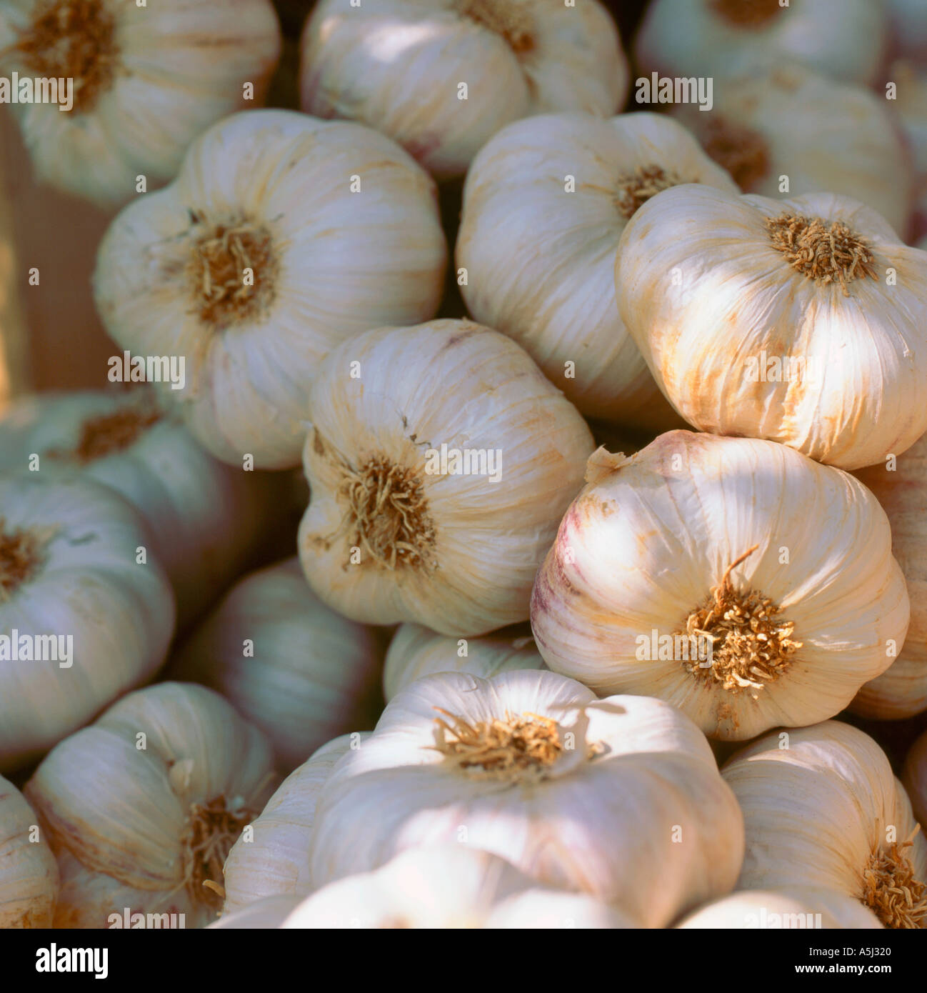 Strings of freshly harvested Garlic Stock Photo - Alamy