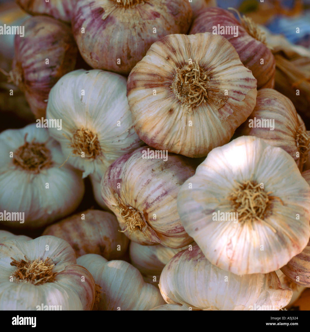 Strings of freshly harvested Garlic Stock Photo - Alamy