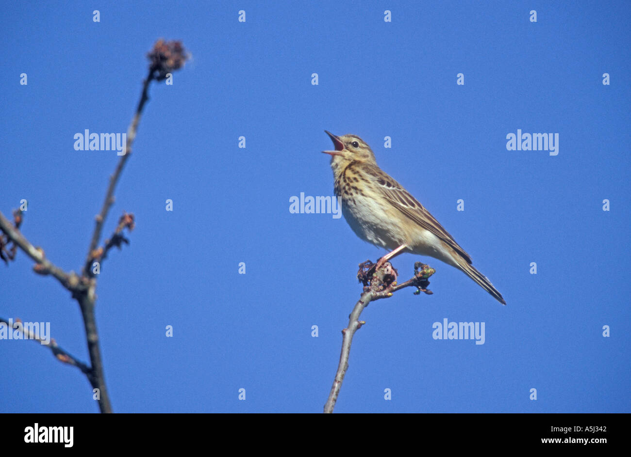 Tree pipit singing uk hi-res stock photography and images - Alamy