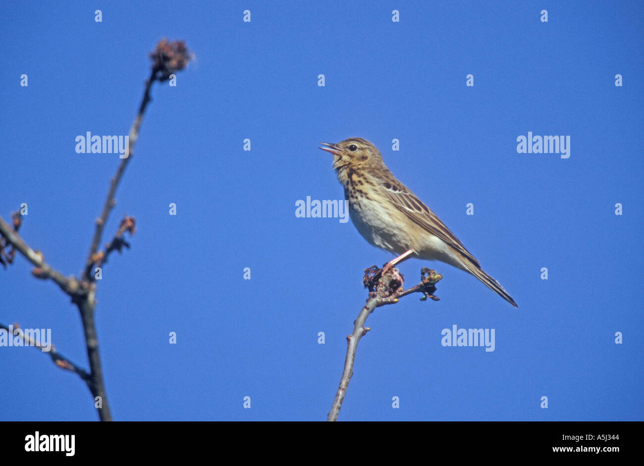 Tree Pipit Singing Uk High Resolution Stock Photography and Images - Alamy