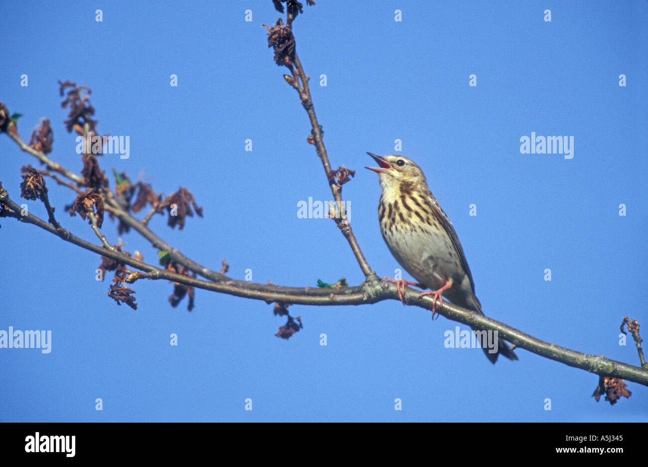 Tree pipit singing uk hi-res stock photography and images - Alamy