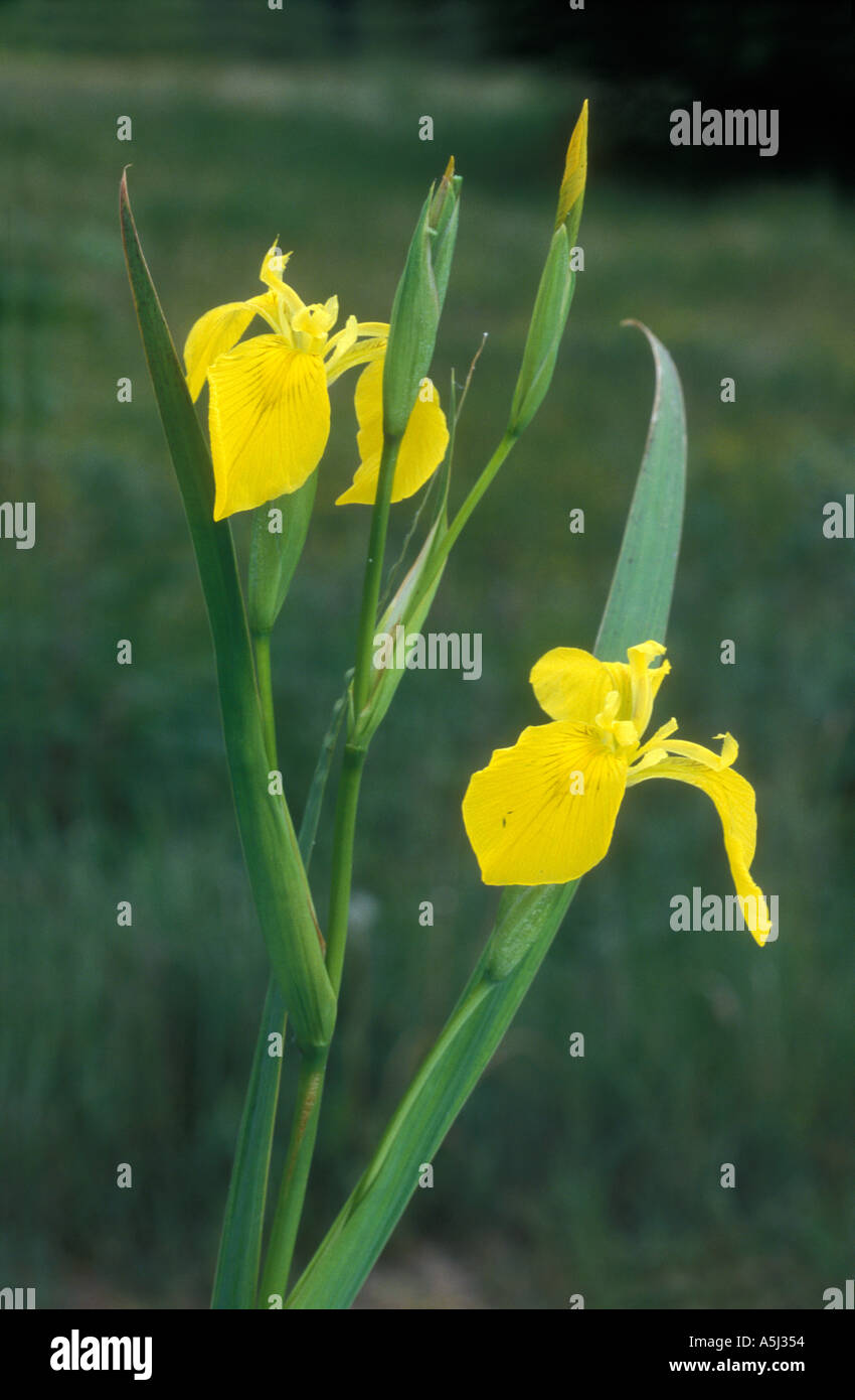 Yellow iris hi-res stock photography and images - Alamy