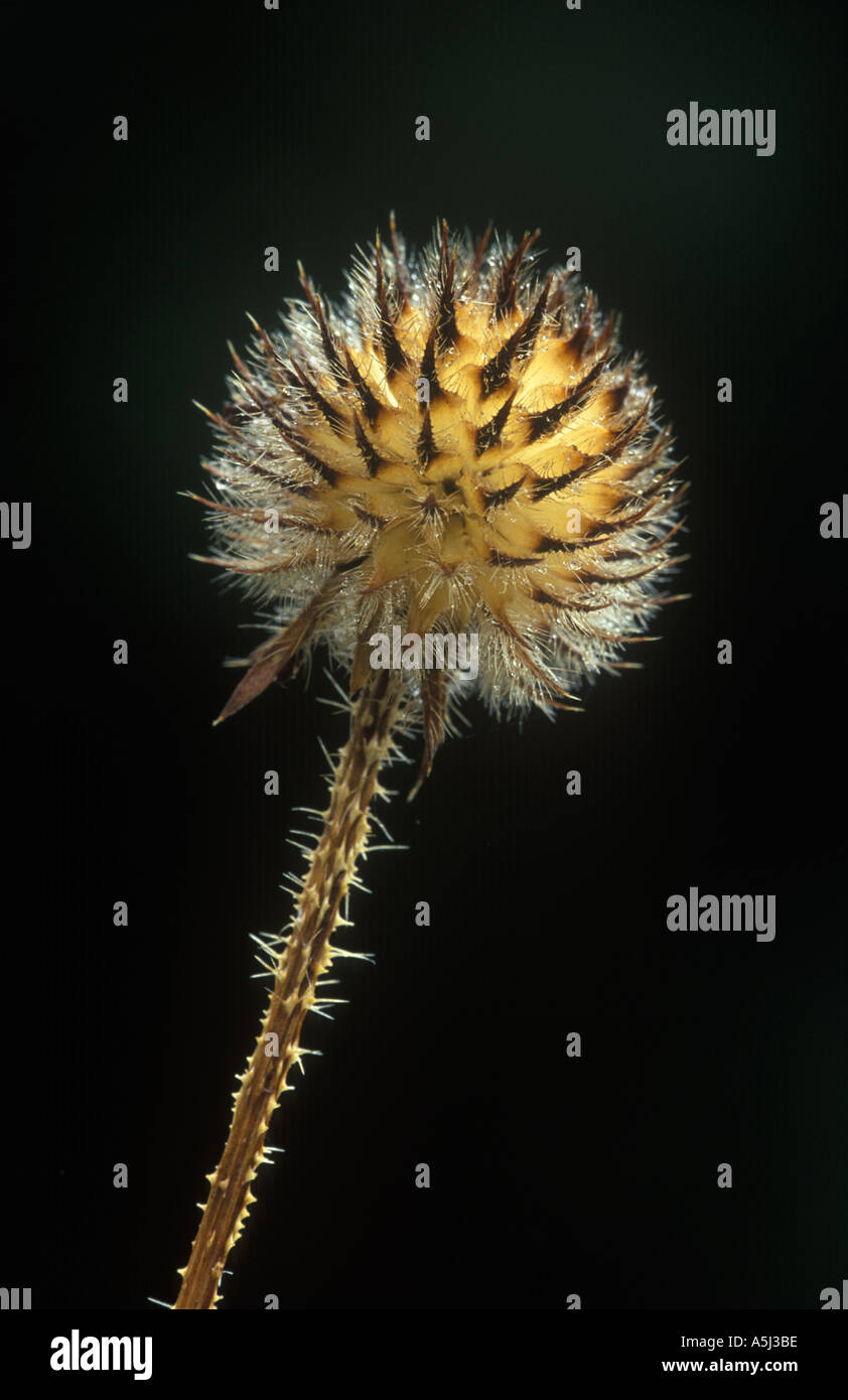 Seeedhead hi-res stock photography and images - Alamy