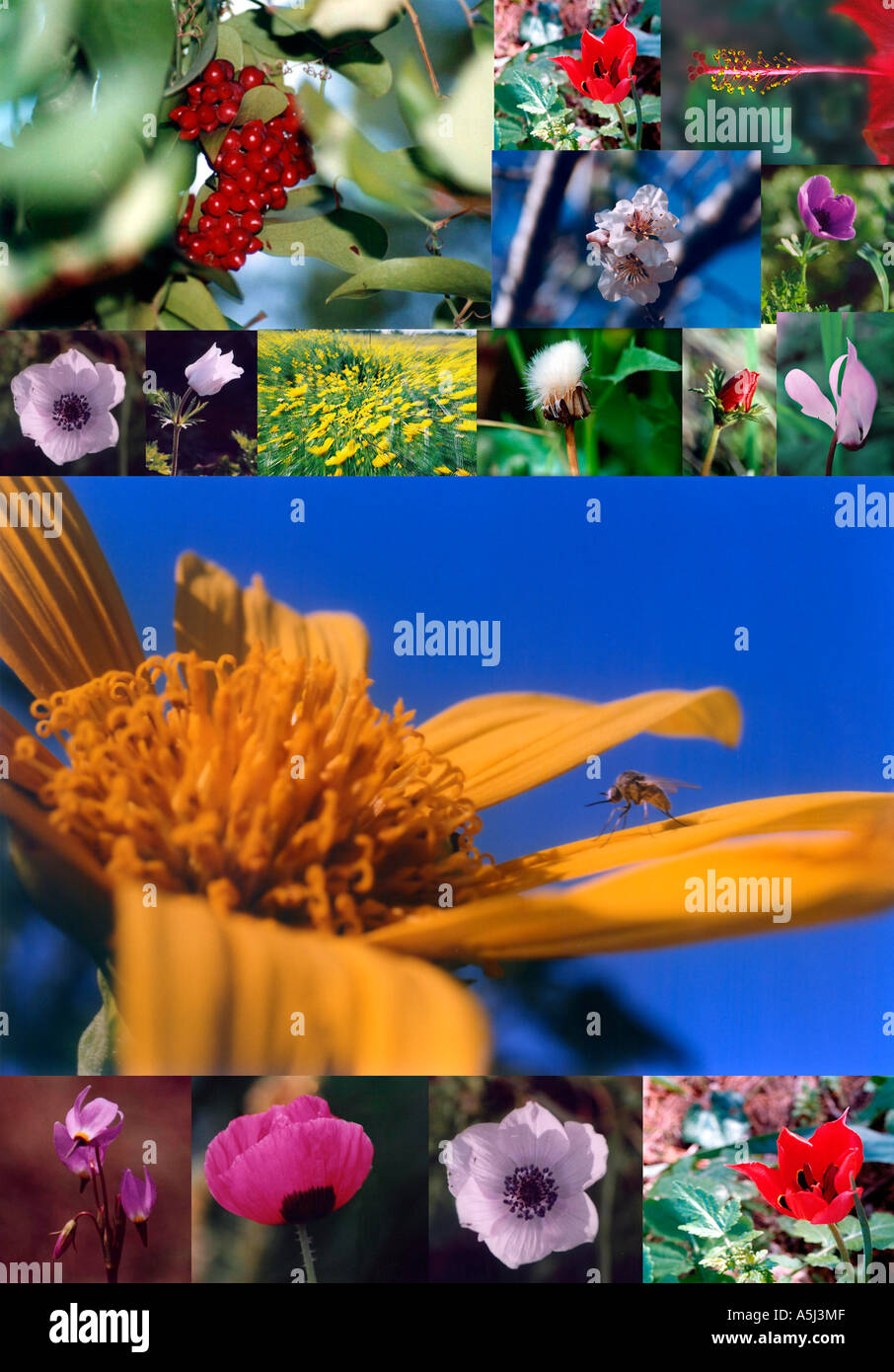 Wildflower collage hi-res stock photography and images - Alamy