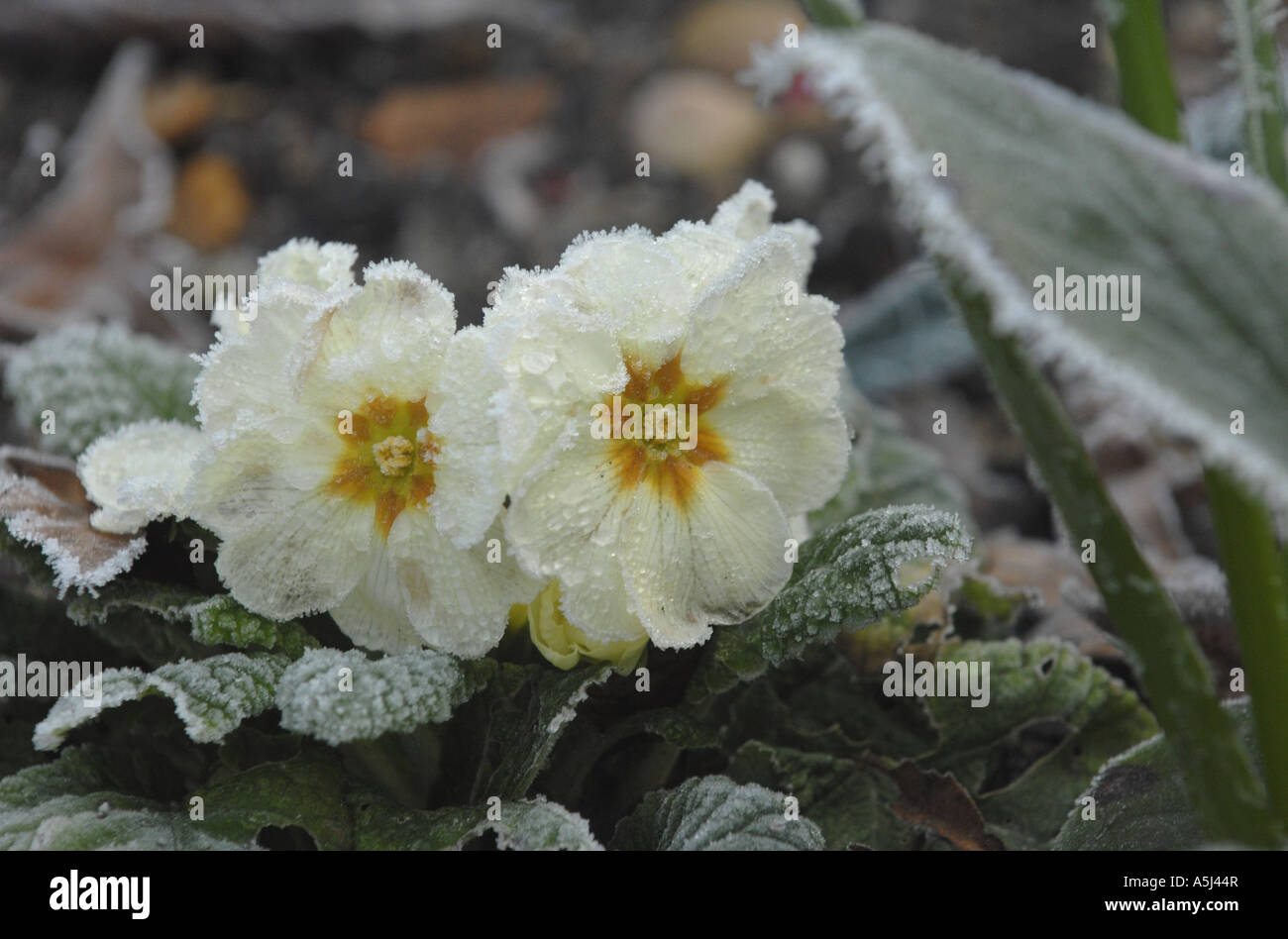 P vulgaris gigha hi-res stock photography and images - Alamy
